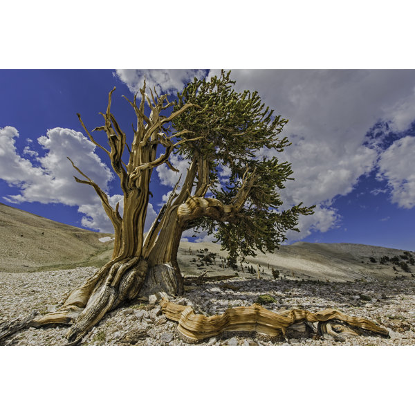 Alpen Home Bristlecone Pine Tree by Gerald Corsi - Wrapped Canvas Art ...