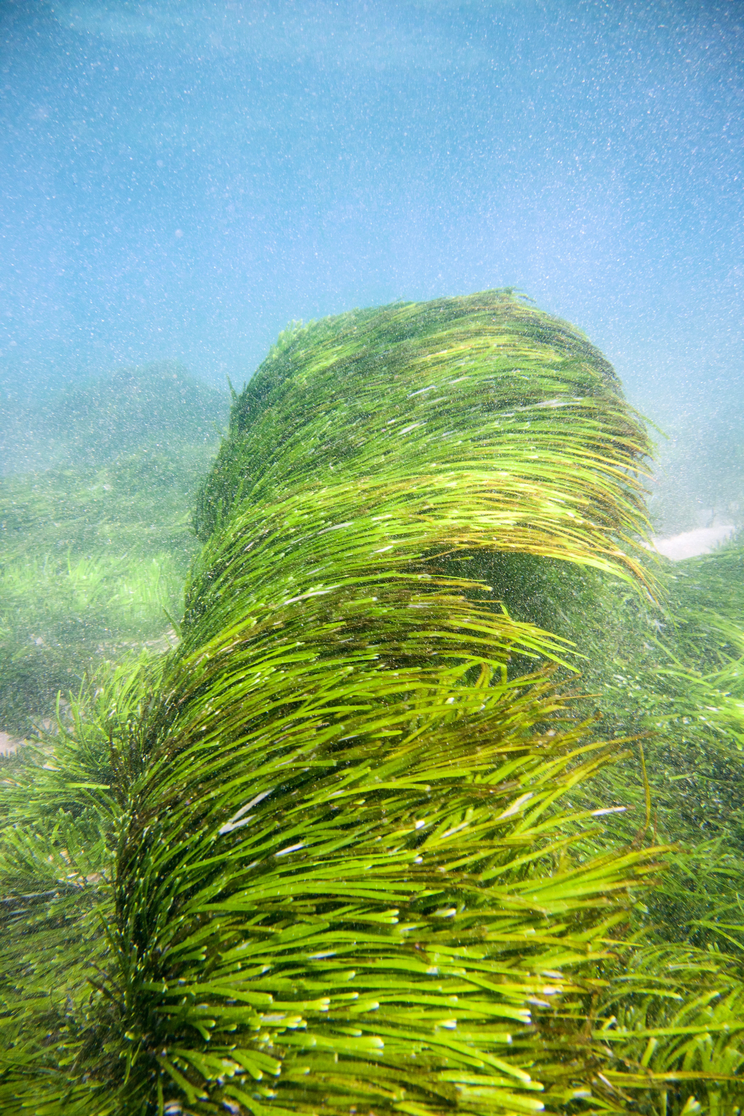 Ebern Designs Sea Weed Moving with The Wave by Searsie | Wayfair