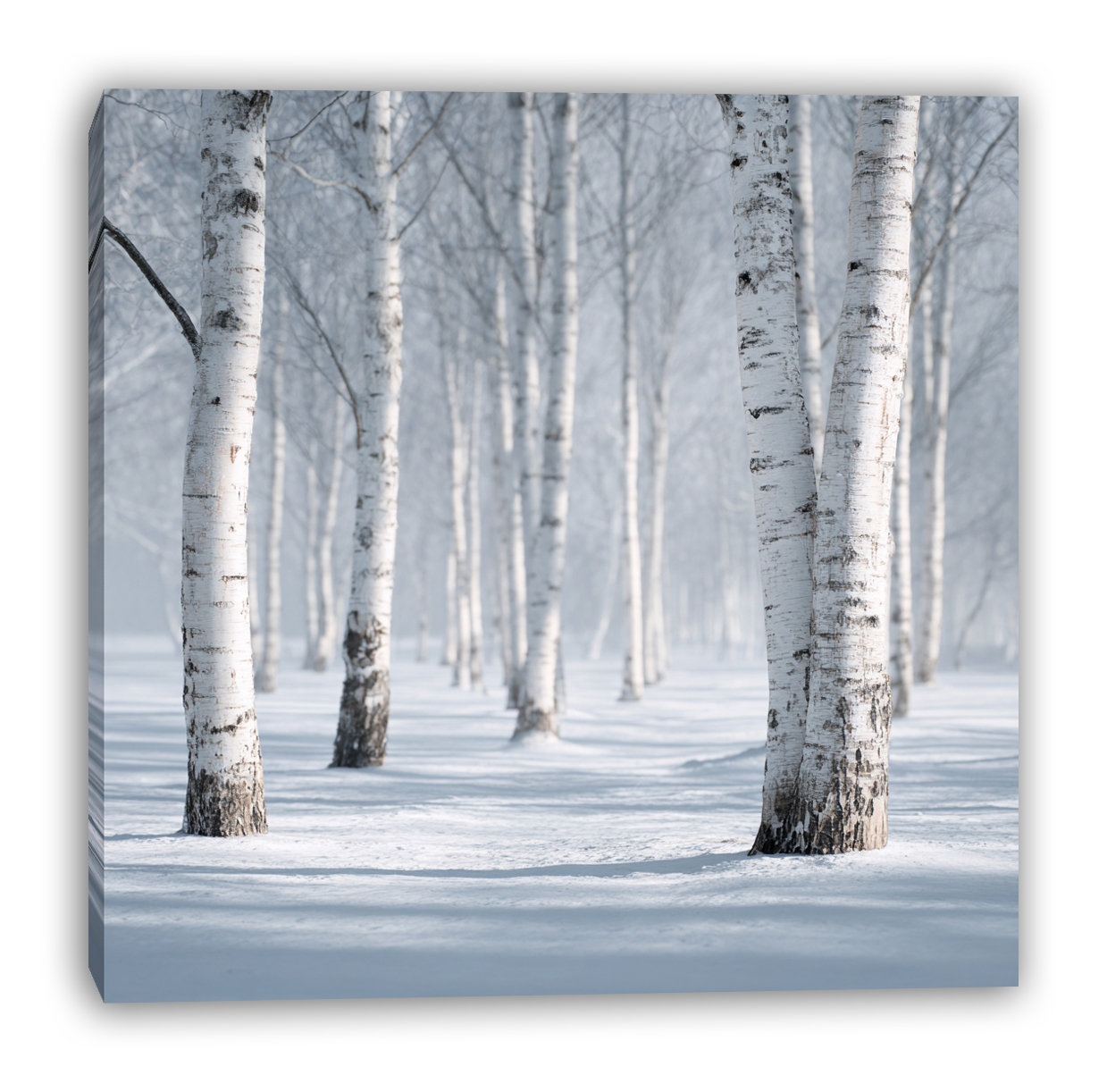 Ophelia & Co. Birch Forest Winter Light Wrapped Canvas Wall Art | Wayfair