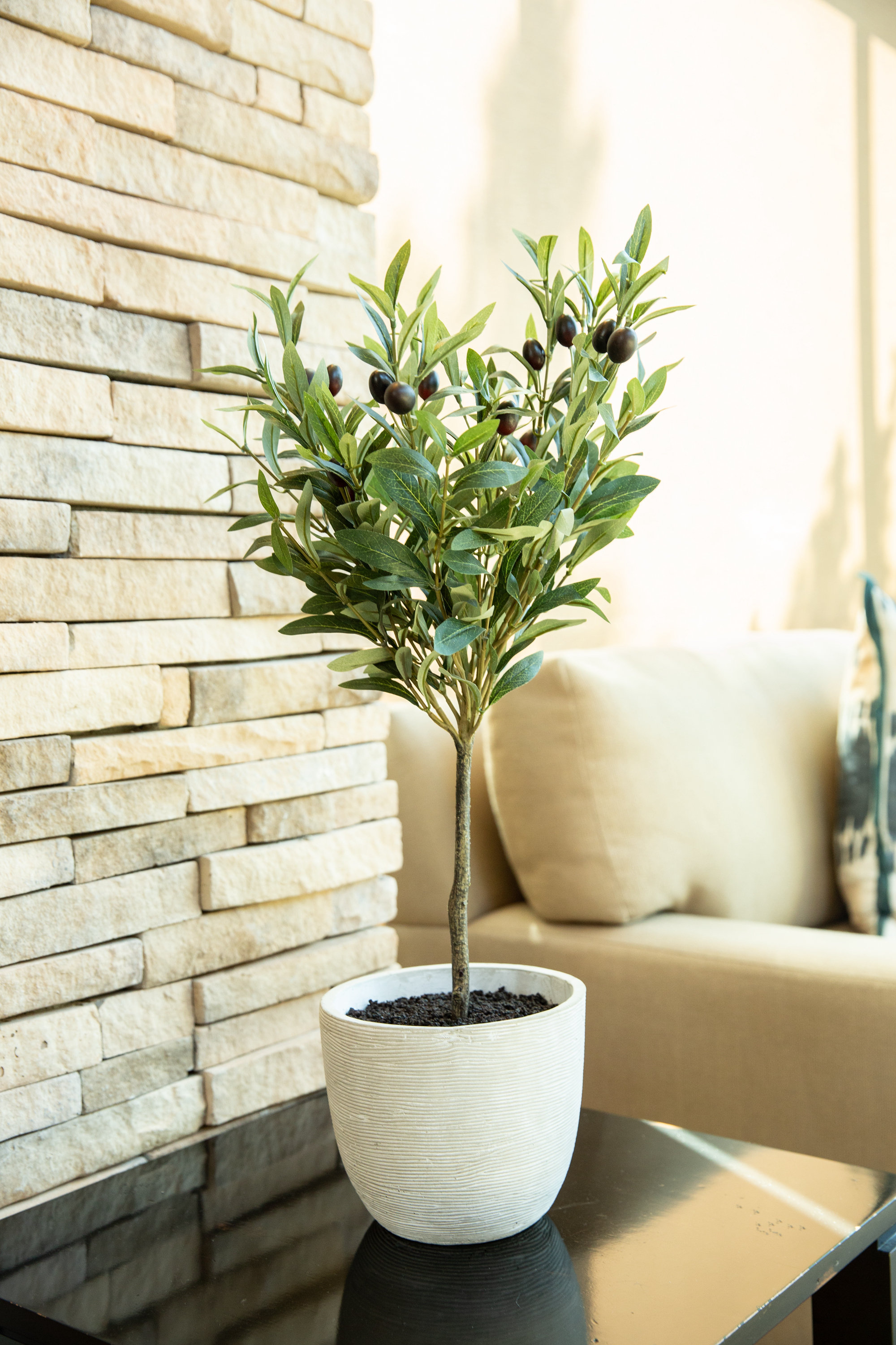 Gracie Oaks Olive Tree in Pot & Reviews | Wayfair