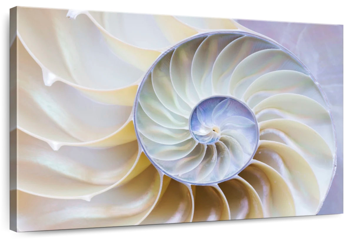 Ebern Designs Empty Nautilus Shell | Wayfair