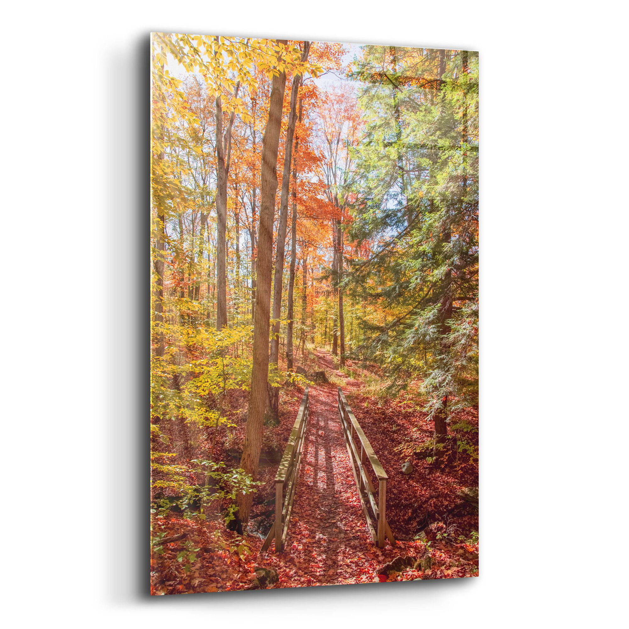 Millwood Pines 'Forest Bridge' By Brooke T. Ryan, Acrylic Glass Wall ...
