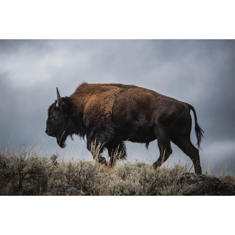 Union Rustic Iconic Bison by Matt Johnson - Wrapped Canvas Photograph ...