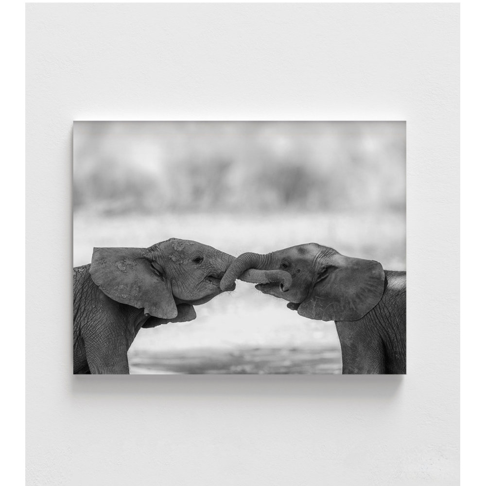 WeFrameArt Baby Elephant Friends Photography Print, Cute Baby Elephant ...