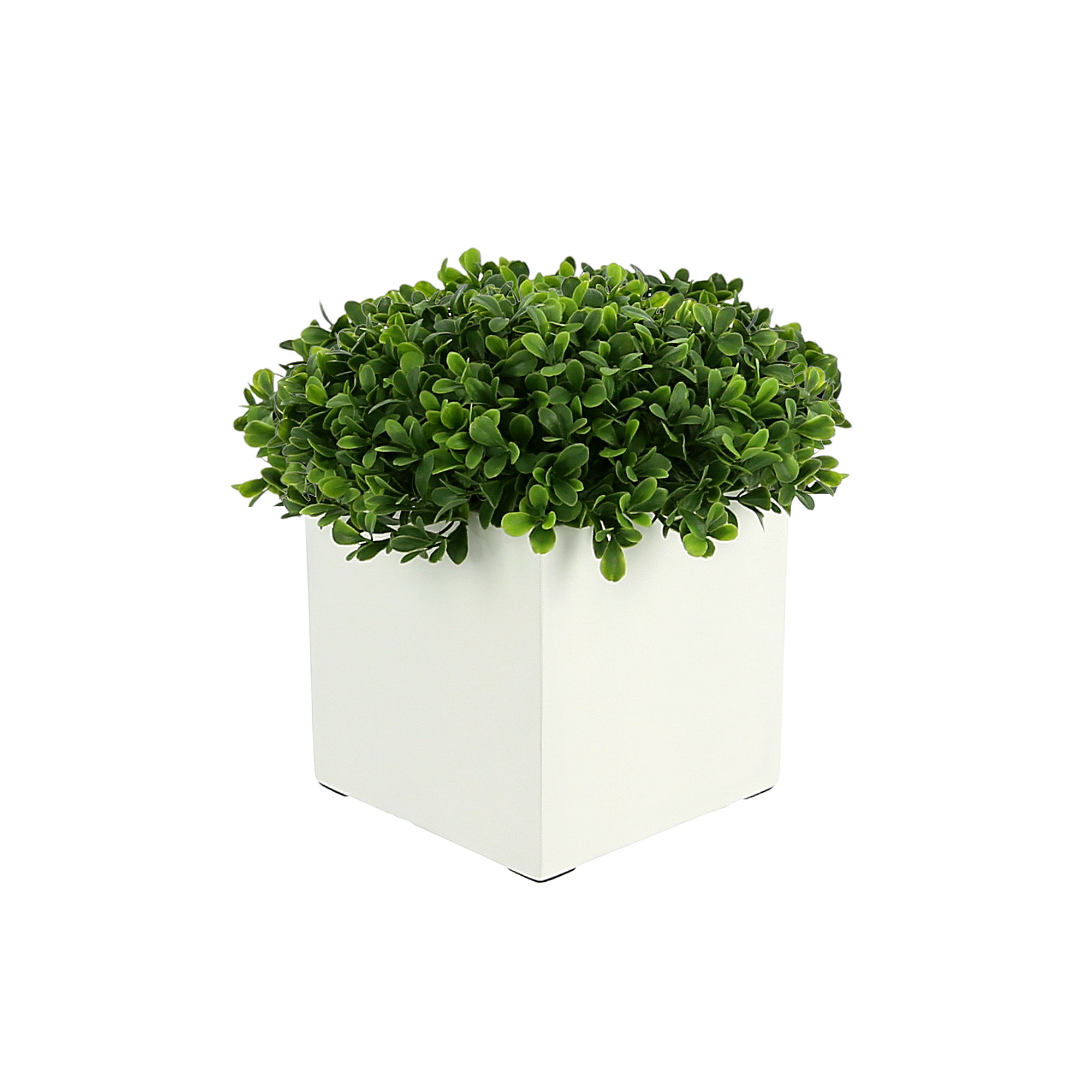 Creative Displays, Inc. Boxwood Arrangement In Square Pot | Perigold