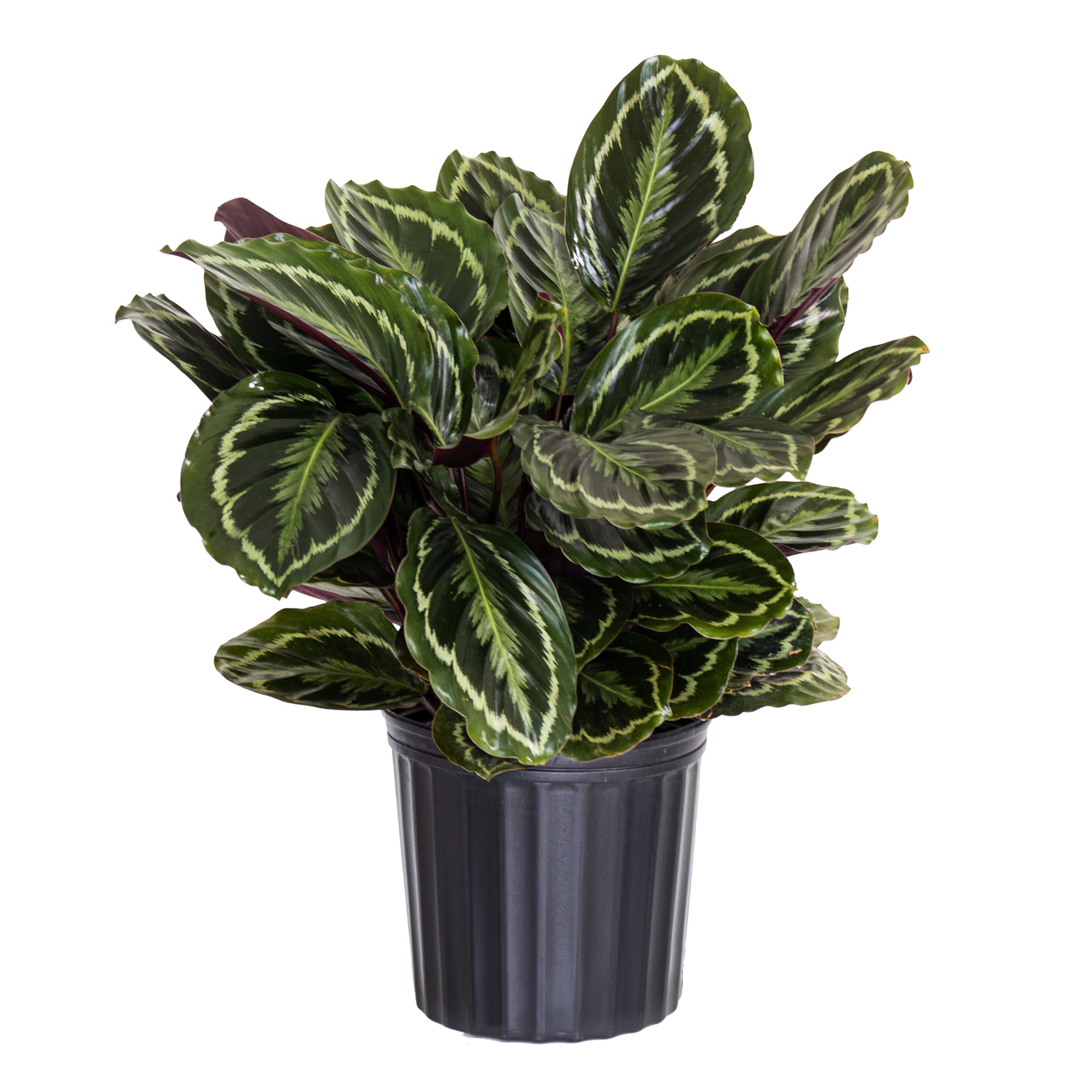 United Nursery Live Prayer Plant Calathea Medallion Plant Indoor ...