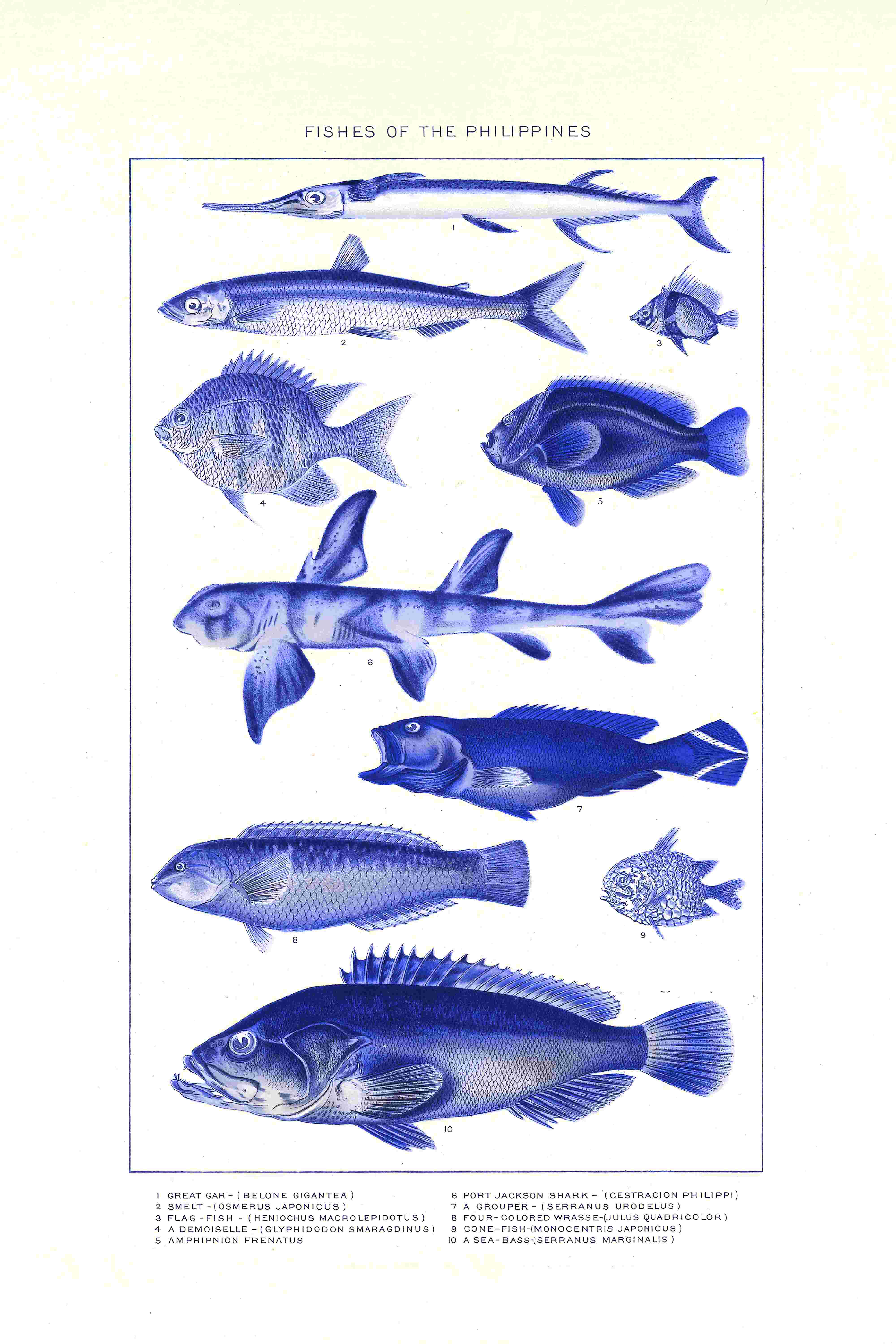 Highland Dunes Vintage Fish Print Blue | Wayfair