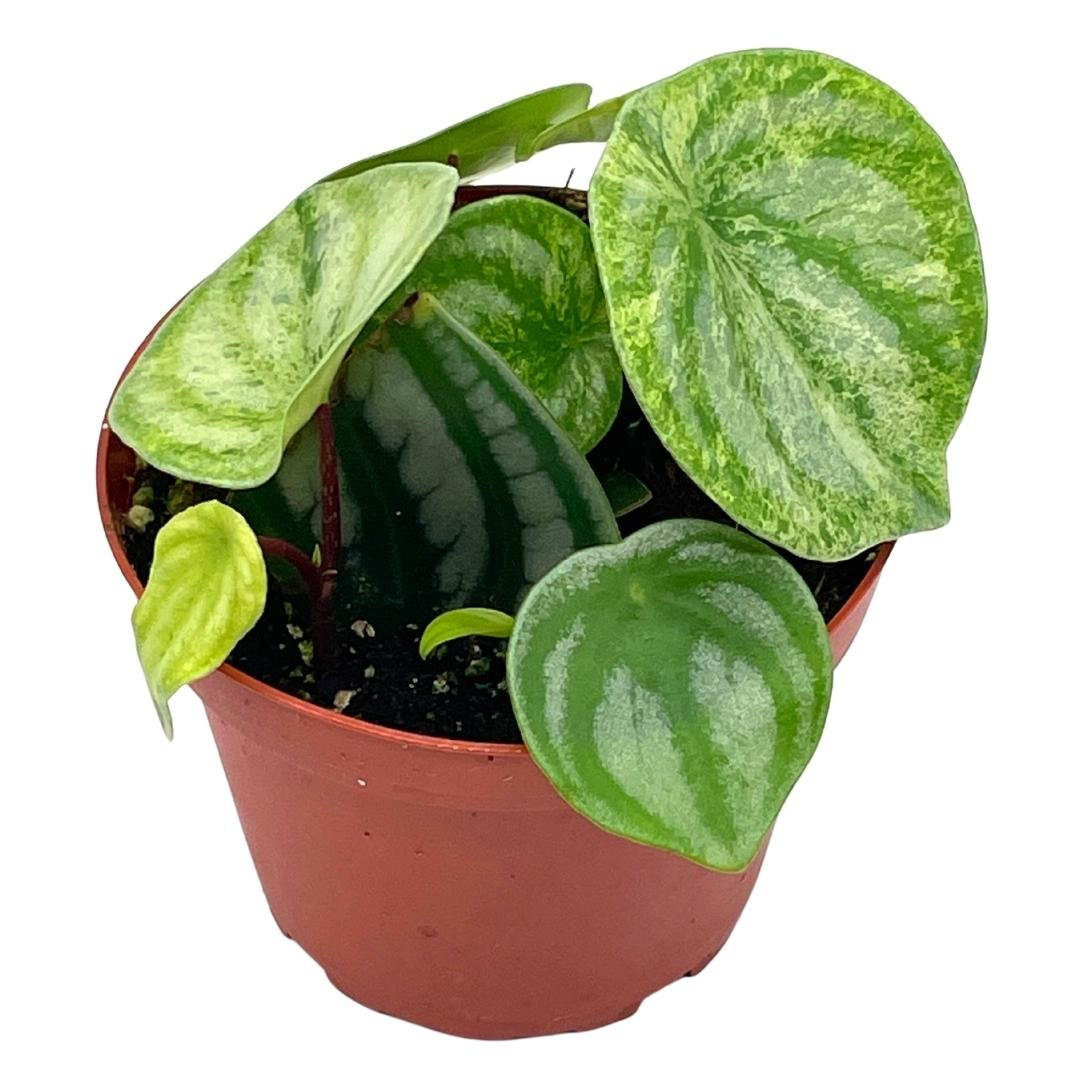 Florida House Plants Watermelon Peperomia 4 Inch | Wayfair