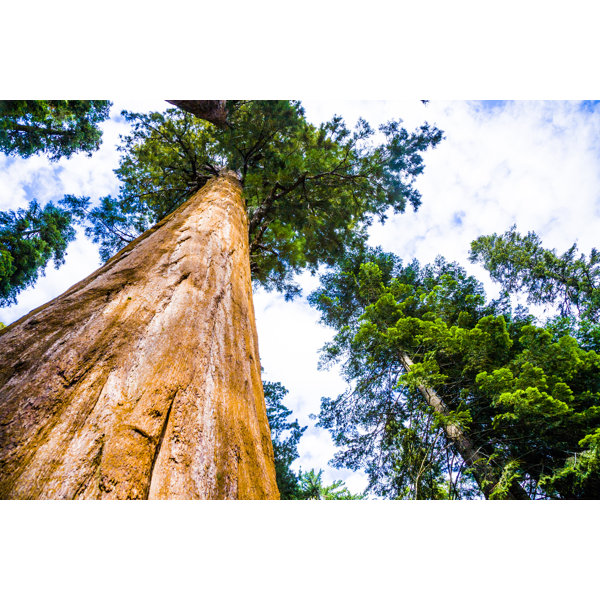 Union Rustic Gaint Sequoias - Wrapped Canvas Print | Wayfair.co.uk