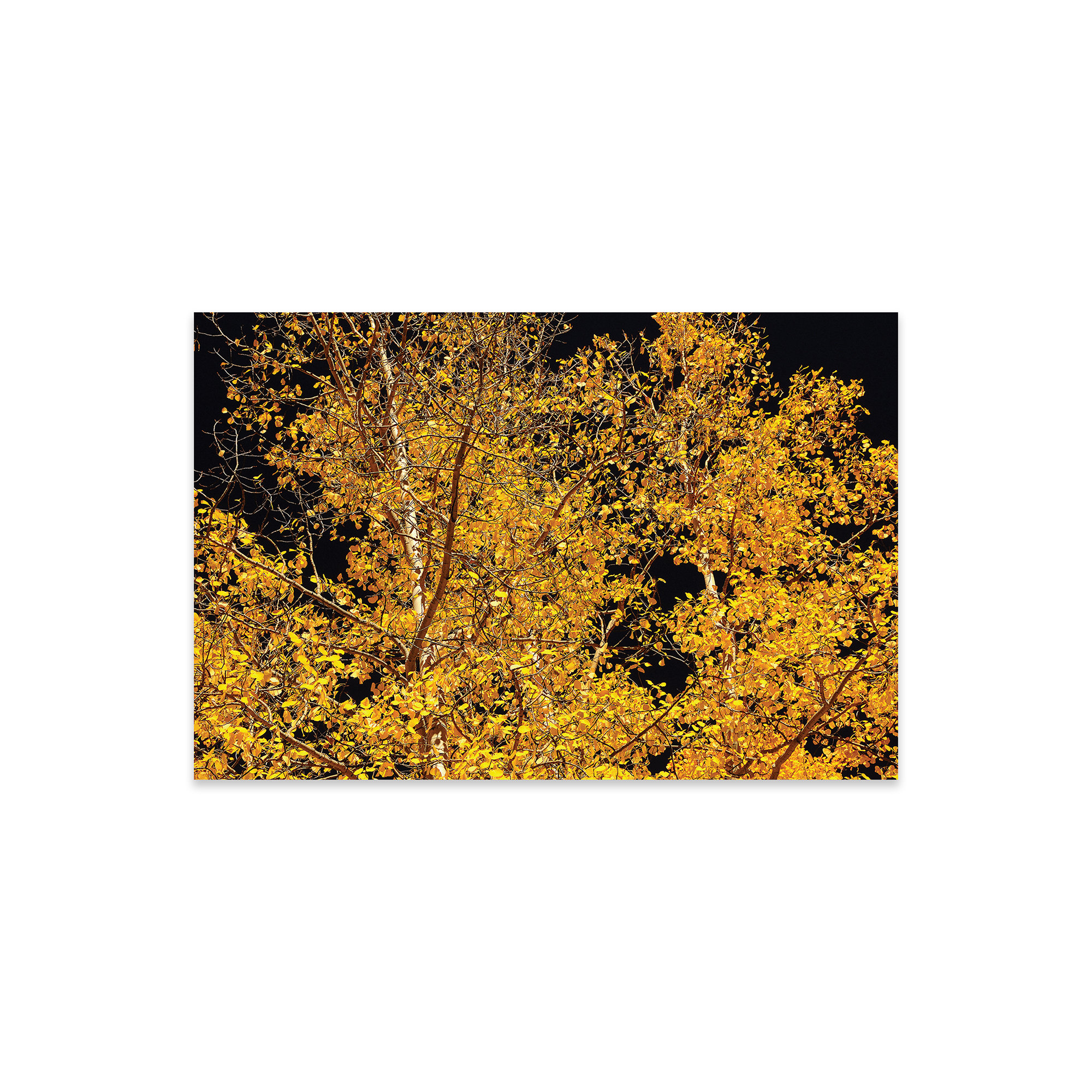 Ebern Designs Aspen Contras Print On Acrylic Glass - Wayfair Canada