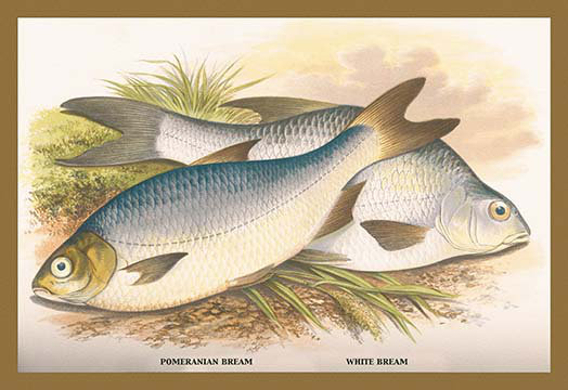 Buyenlarge 'Pomeranian and White Bream' by A.F. Lydon Graphic Art ...