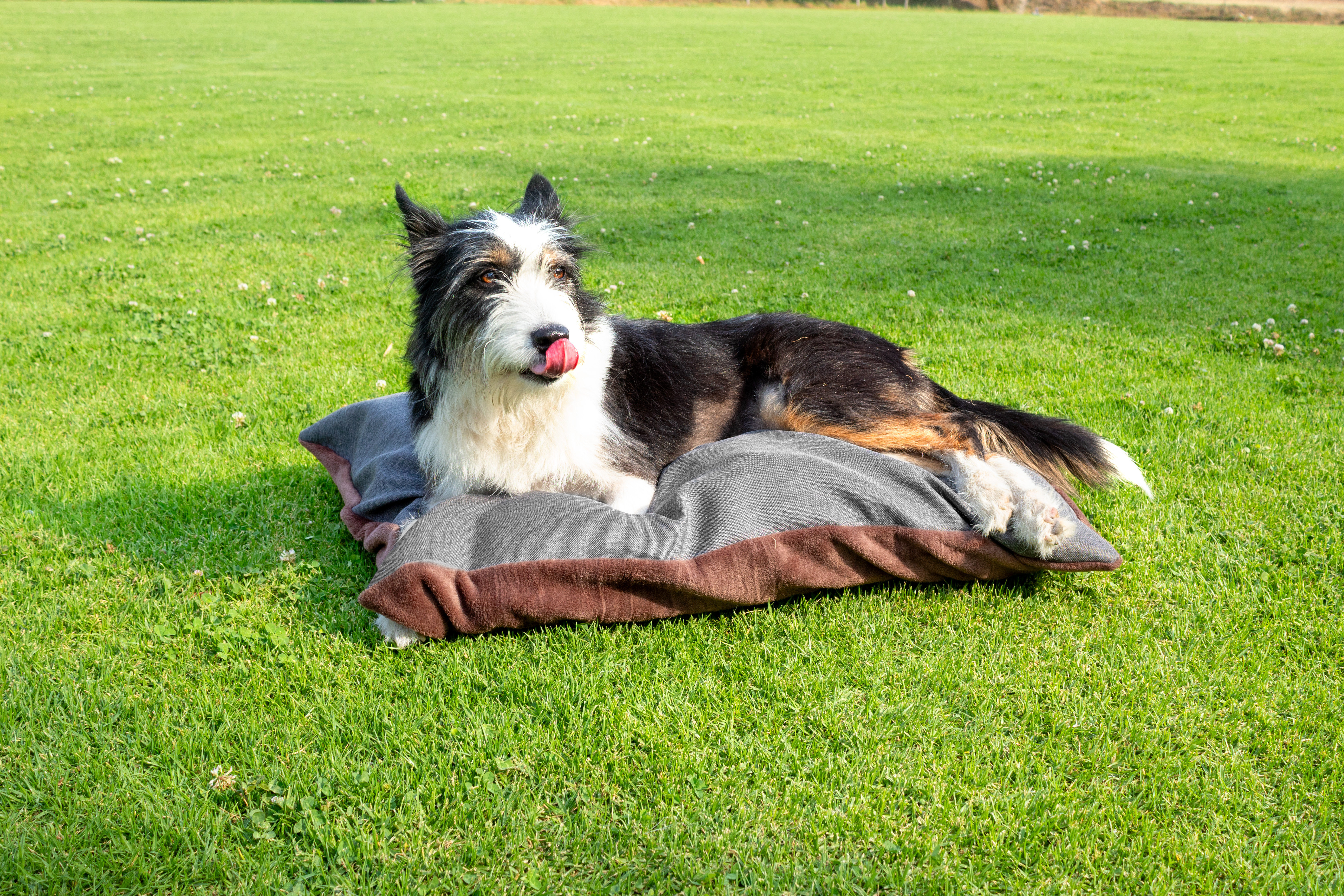 Tucker Murphy Pet™ Washable Double sided dog pillow bed | Wayfair