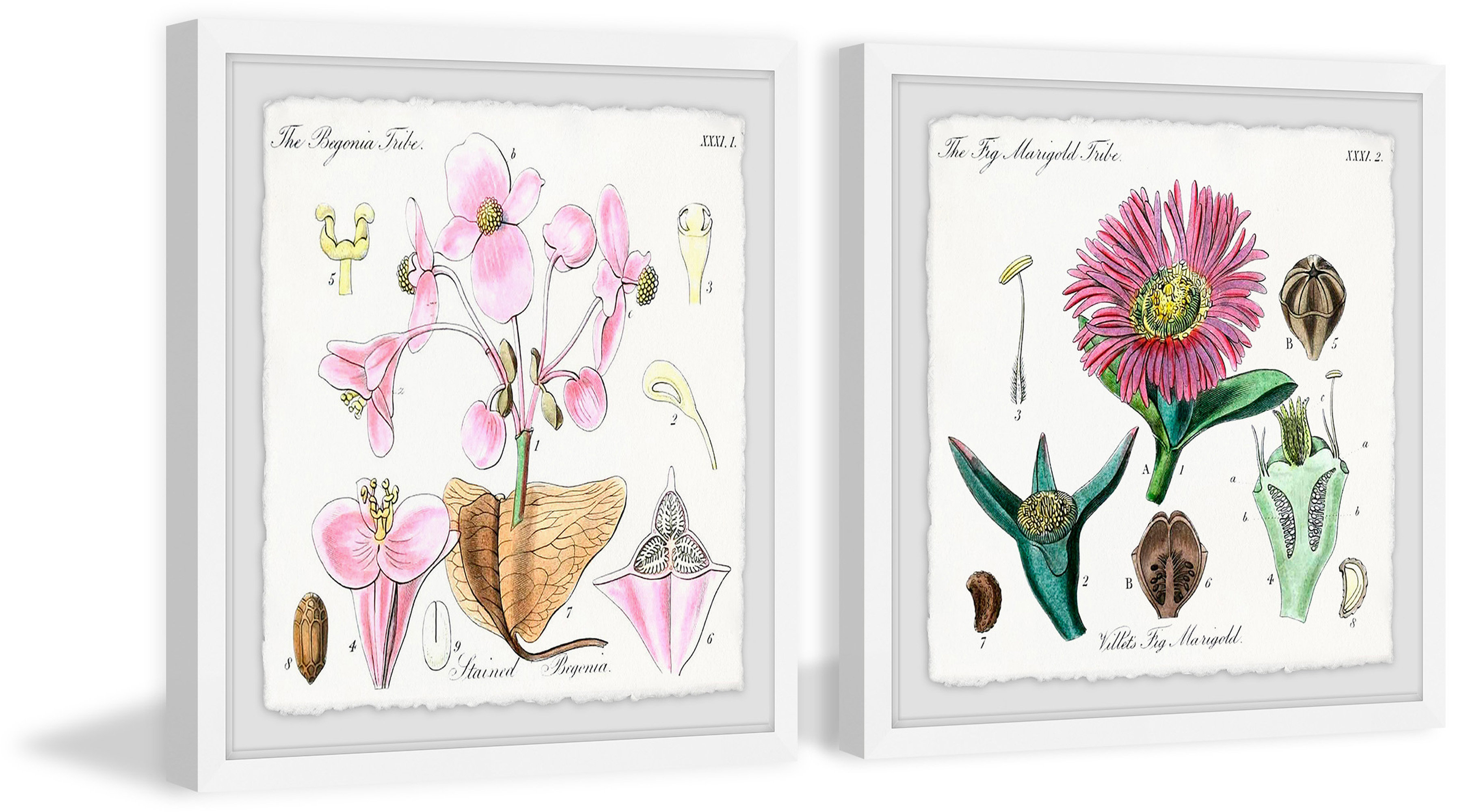 Charlton Home® 'Flower Tribes Diptych' 2 Piece Framed Graphic Art Print ...