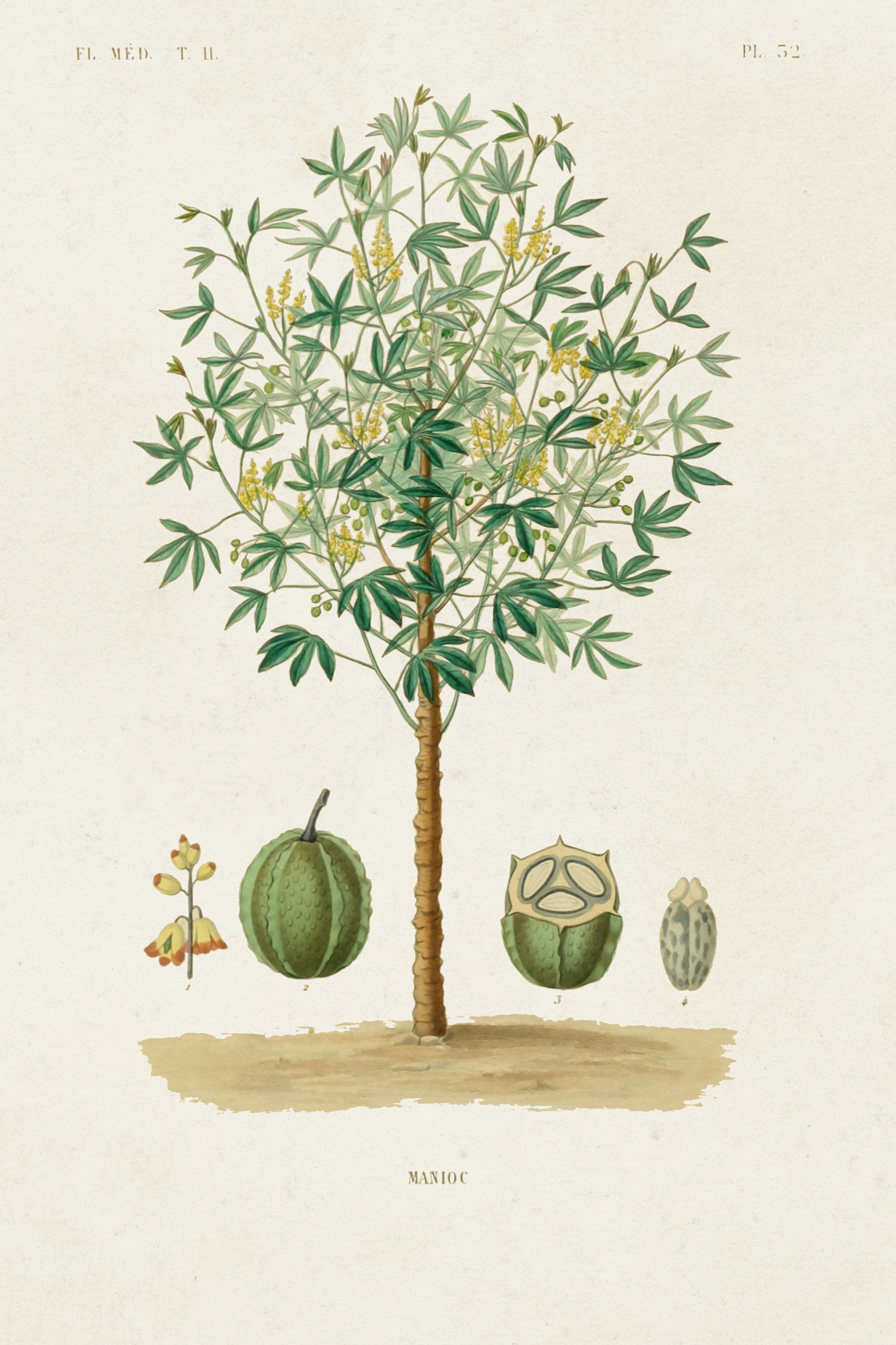Rosalind Wheeler Antique Tree with Fruit VIII - Unframed Painting ...