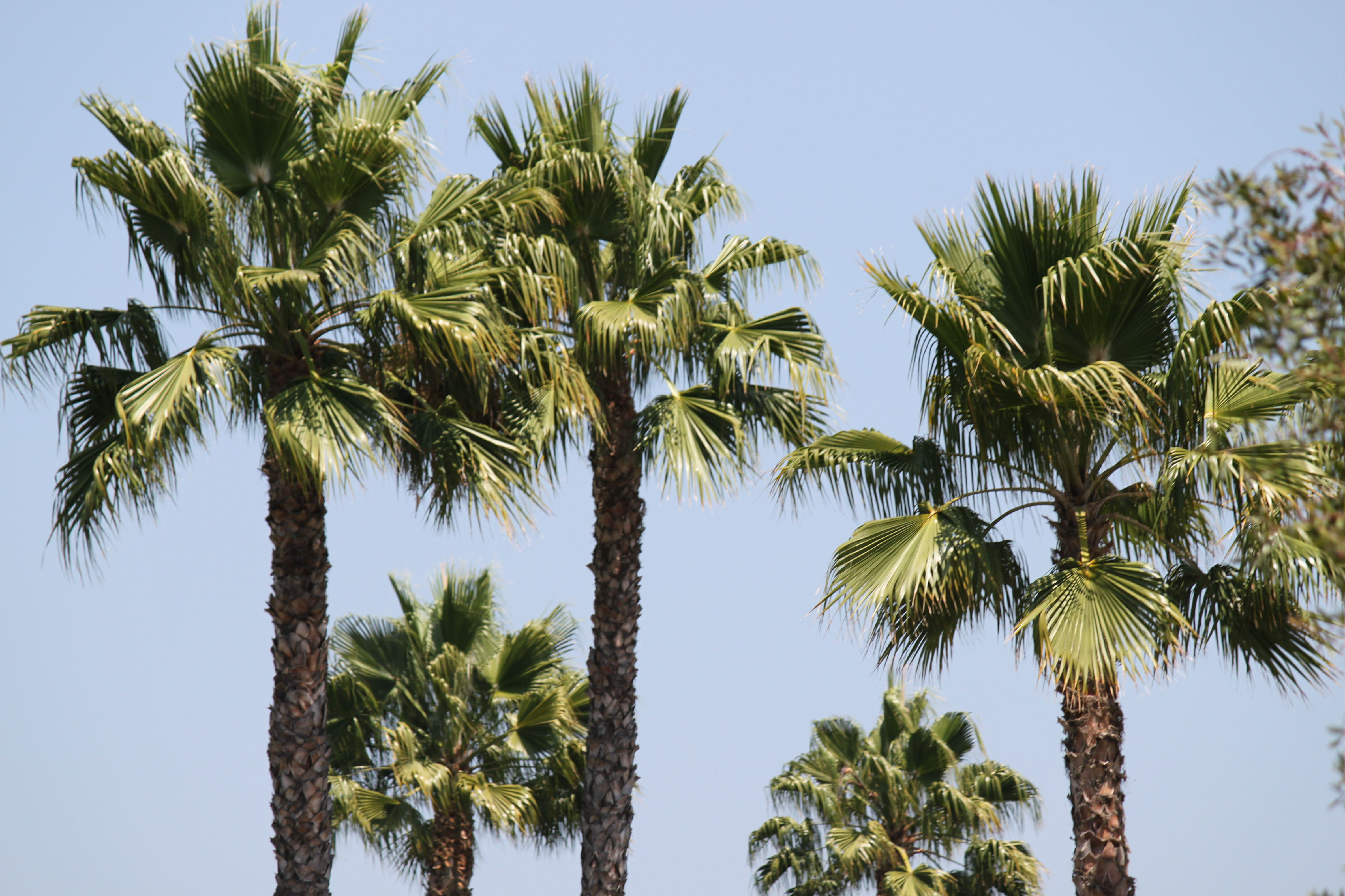 Bay Isle Home™ Campbellton Sabal Palm Trees by - Wrapped Canvas ...