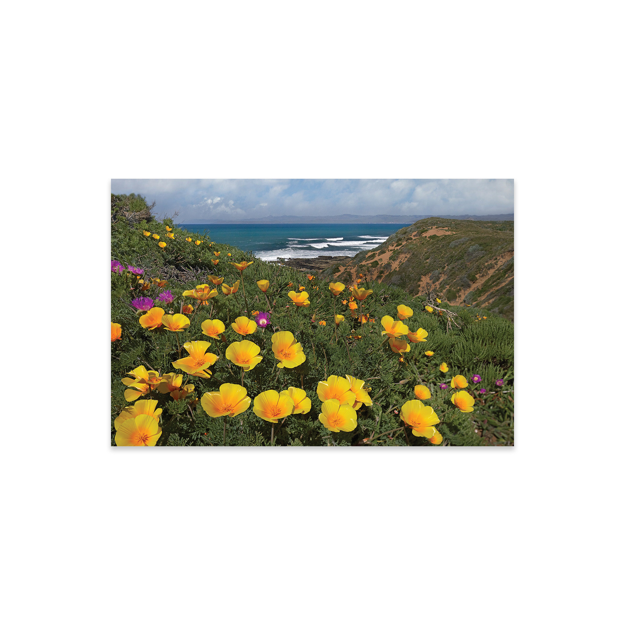 Millwood Pines Aoibhi California Poppy Field, Montano De Oro State Park ...