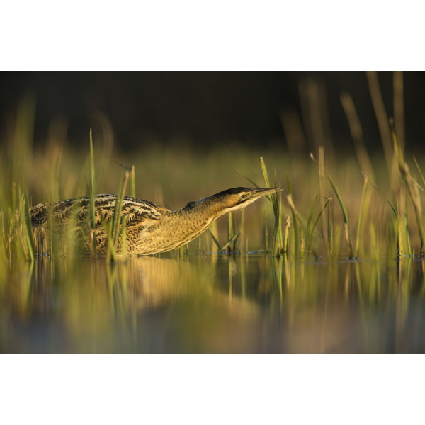 Ebern Designs Bittern by Jamie Hall - Wrapped Canvas Photograph | Wayfair