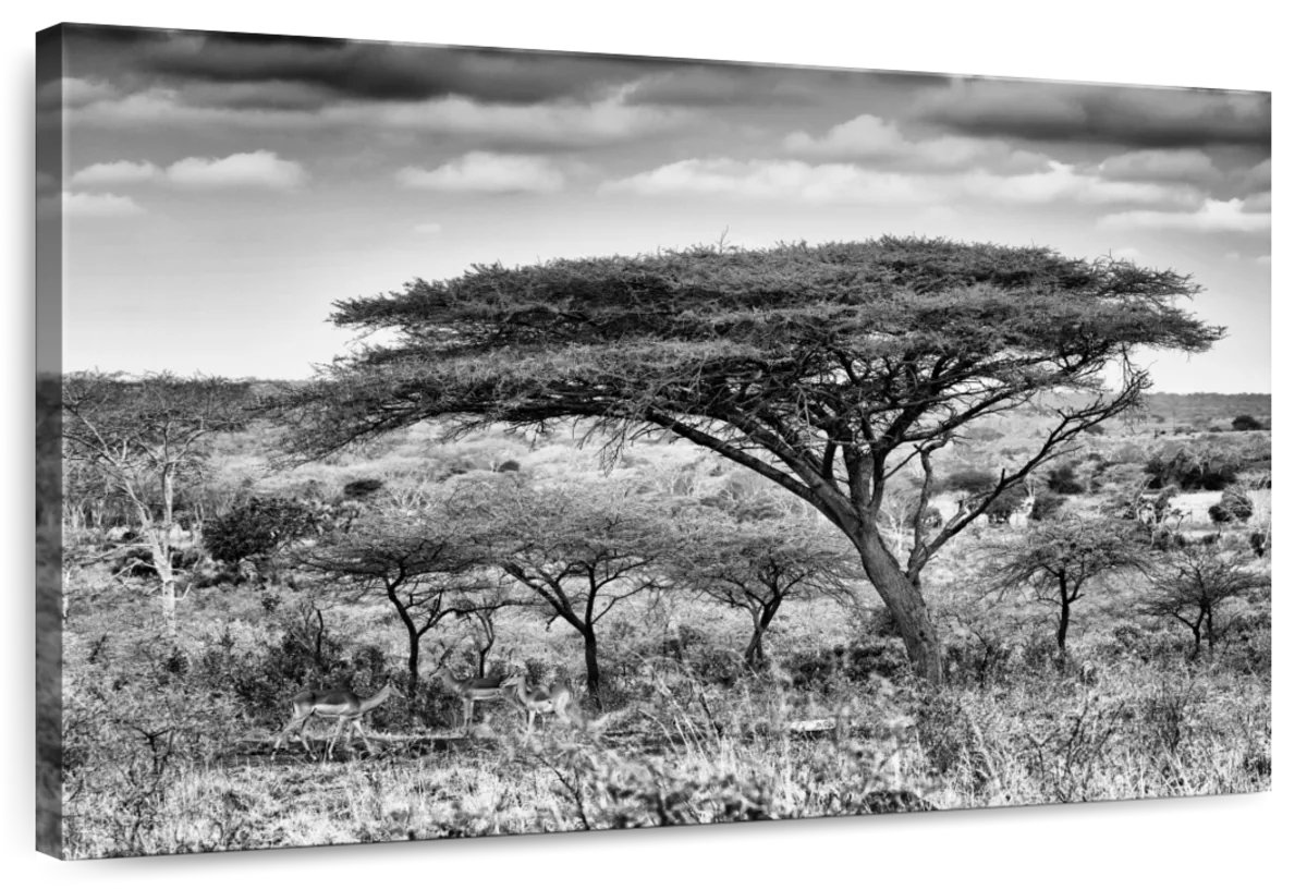 Hokku Designs Acacia Trees | Wayfair