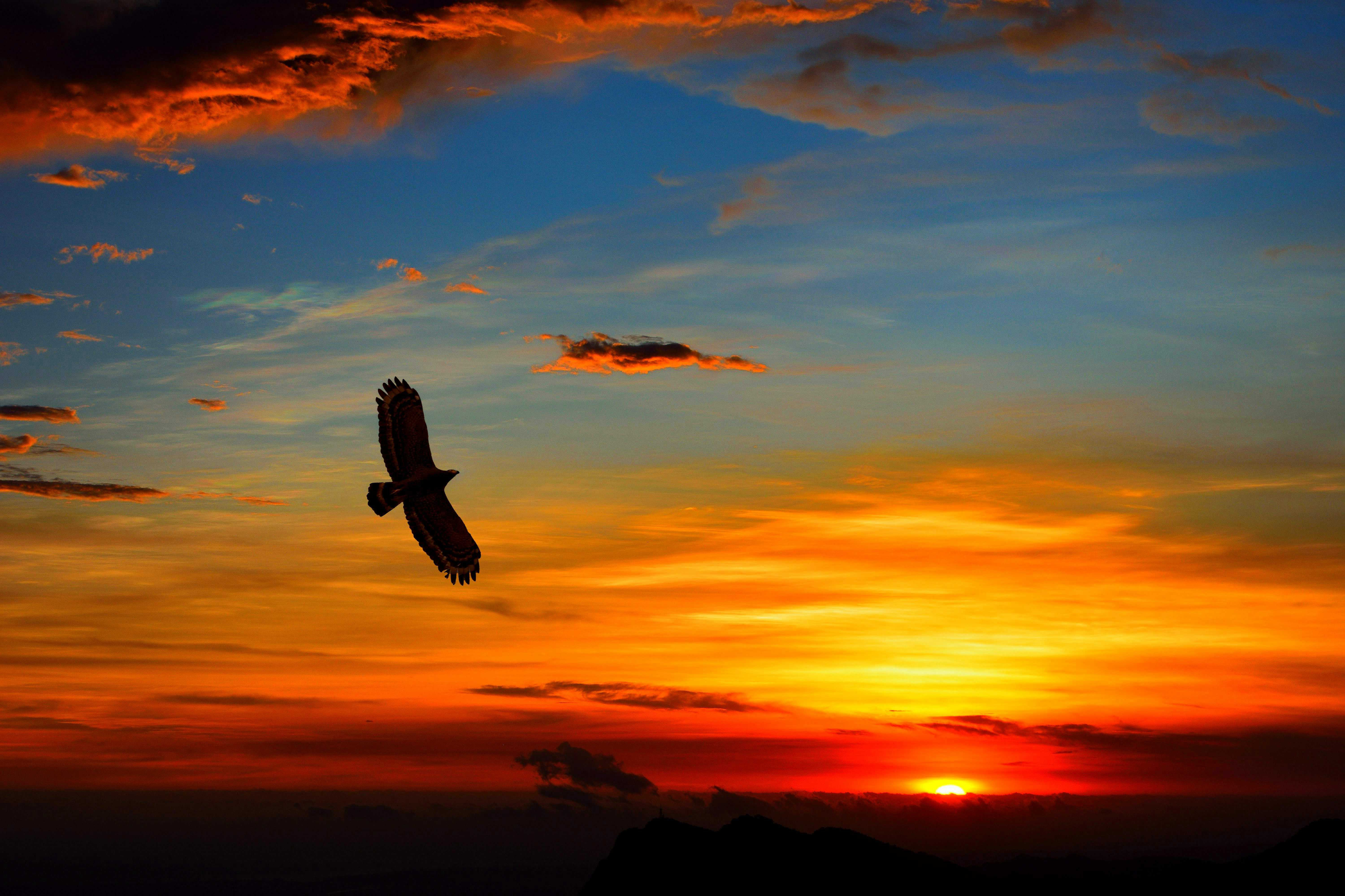 Ebern Designs Flying Eagle in Sunset - Wrapped Canvas Photograph | Wayfair