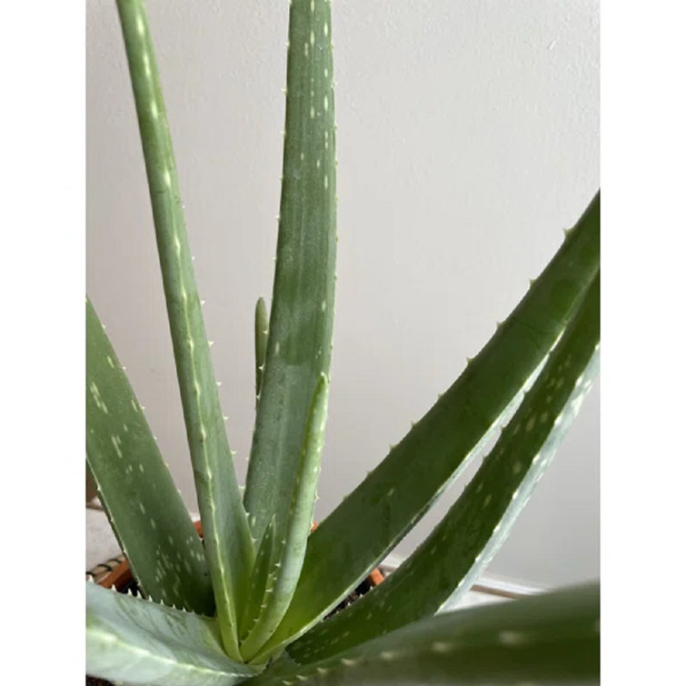 Primrue Busch Live Aloe Low Maintenance Plant in PSW (Recycled Plastic ...