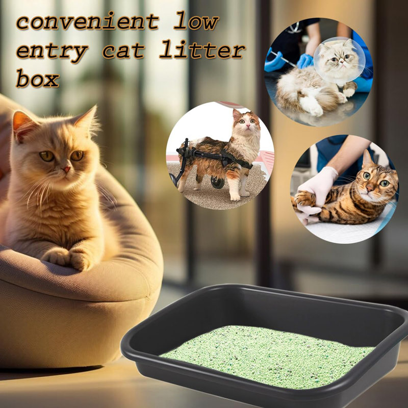 Tucker Murphy Pet™ Set of 3 Low-Entry Senior Cat Litter Boxes | Wayfair