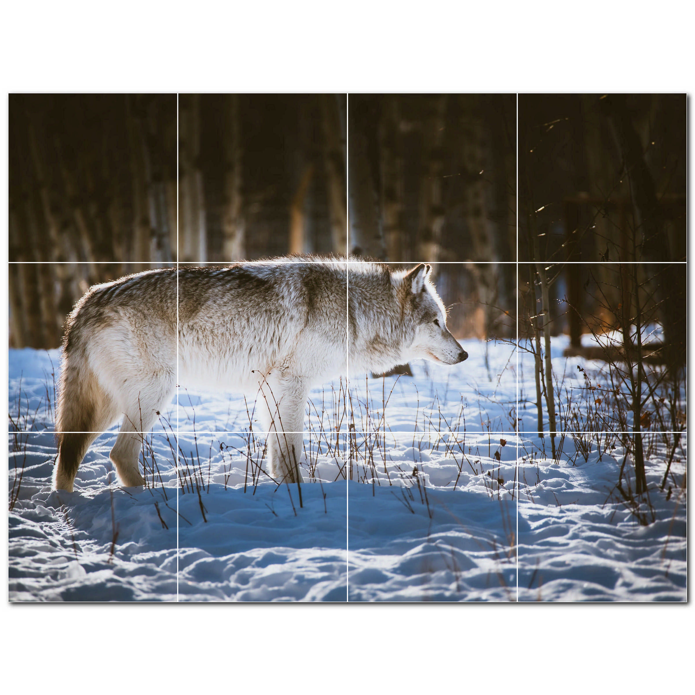 Picture-Tiles.com Wolf Photo 6'' x 6'' Satin Ceramic Decorative Mural ...