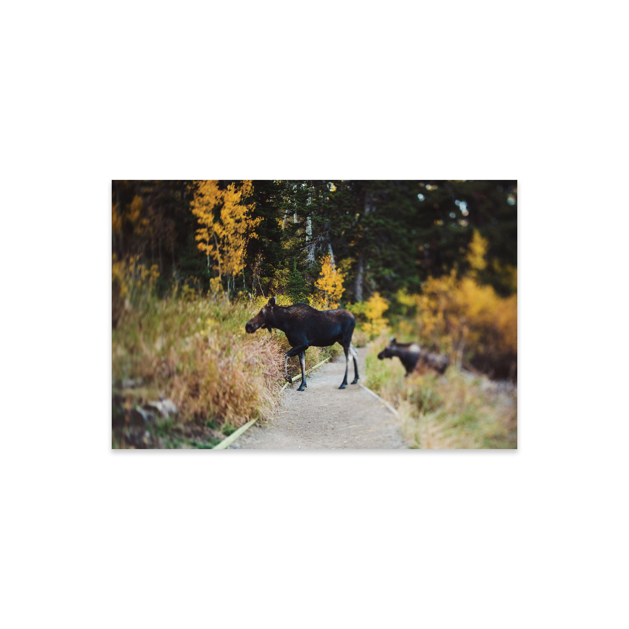 Millwood Pines Moose Crossing by Chelsea Victoria | Wayfair