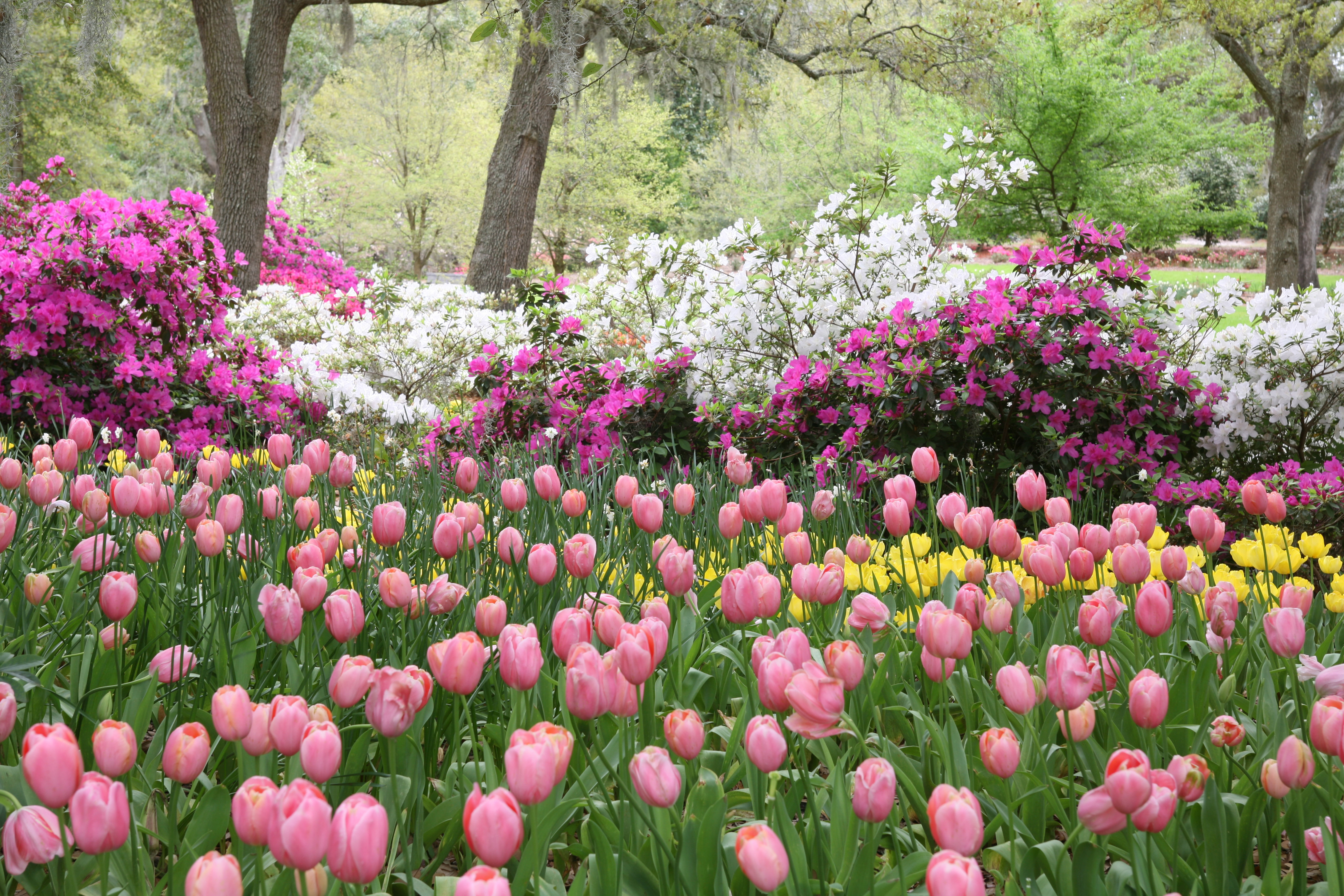 Ebern Designs Spring Garden in Bloom by Cjmckendry | Wayfair