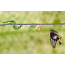 Ebern Designs Life Cycle of Great Mormon Butterfly - Wrapped Canvas ...
