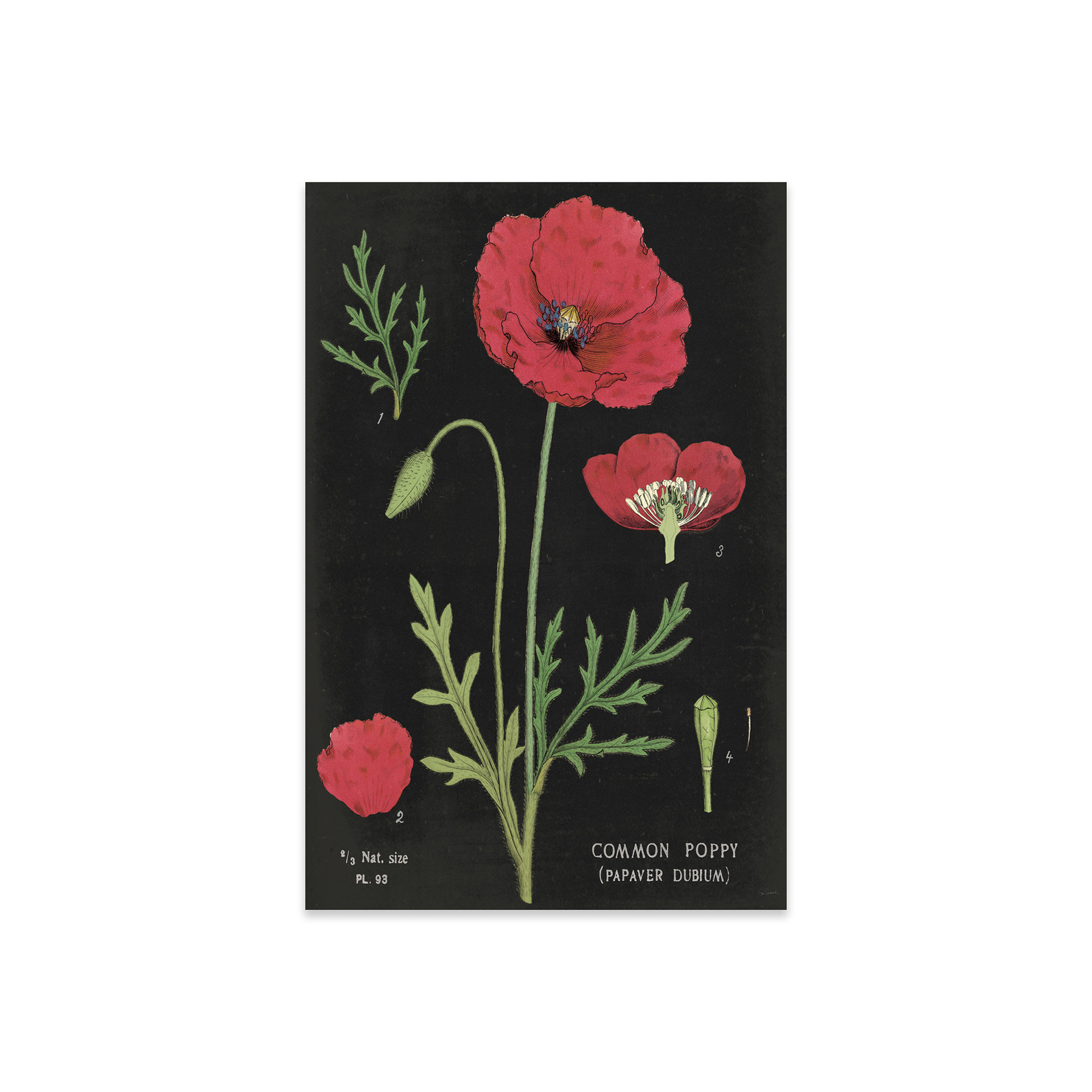 August Grove® Poppy Chart by Sue Schlabach | Wayfair