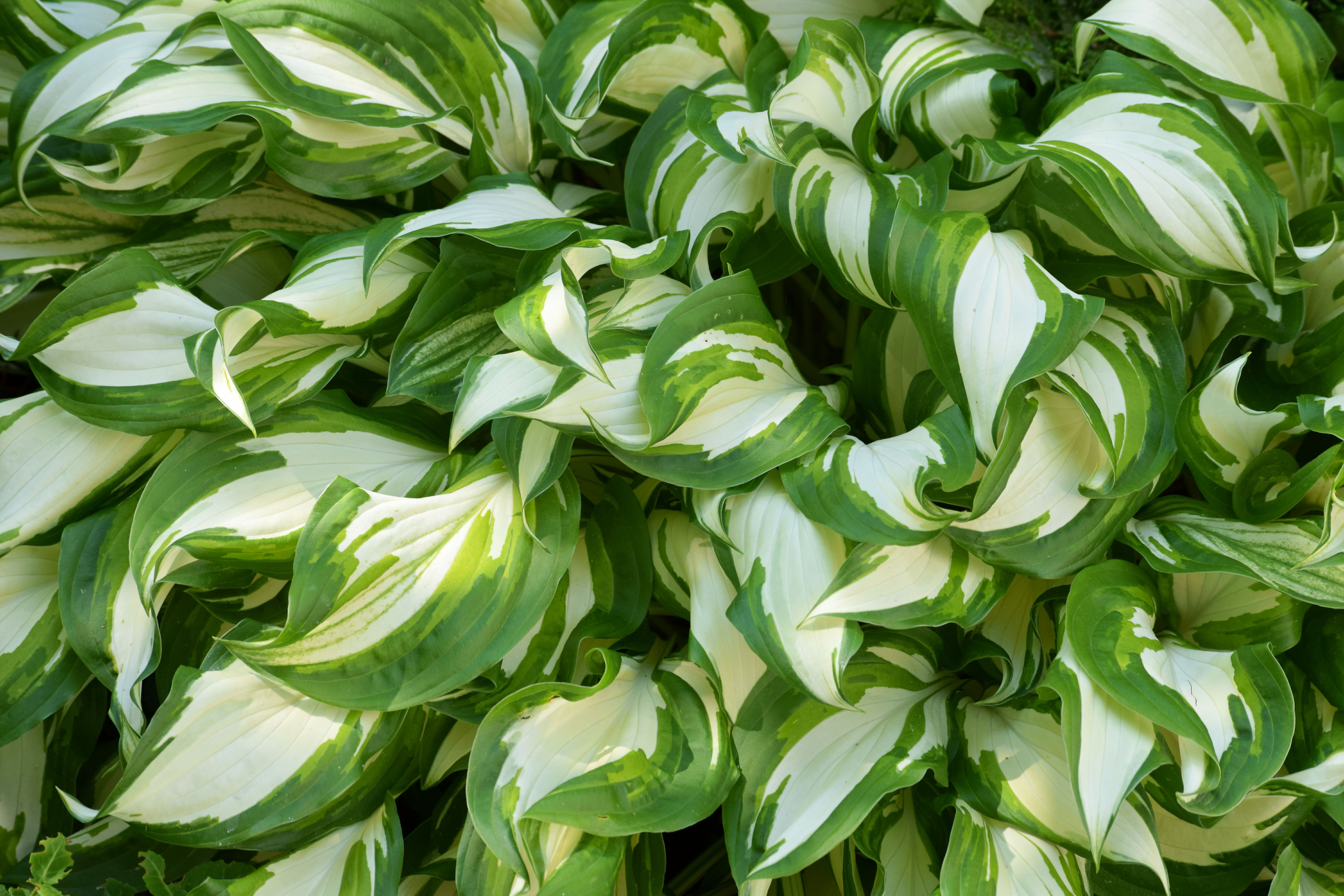 Ebern Designs Cacey Hosta Silver Crown - Wrapped Canvas Photograph ...