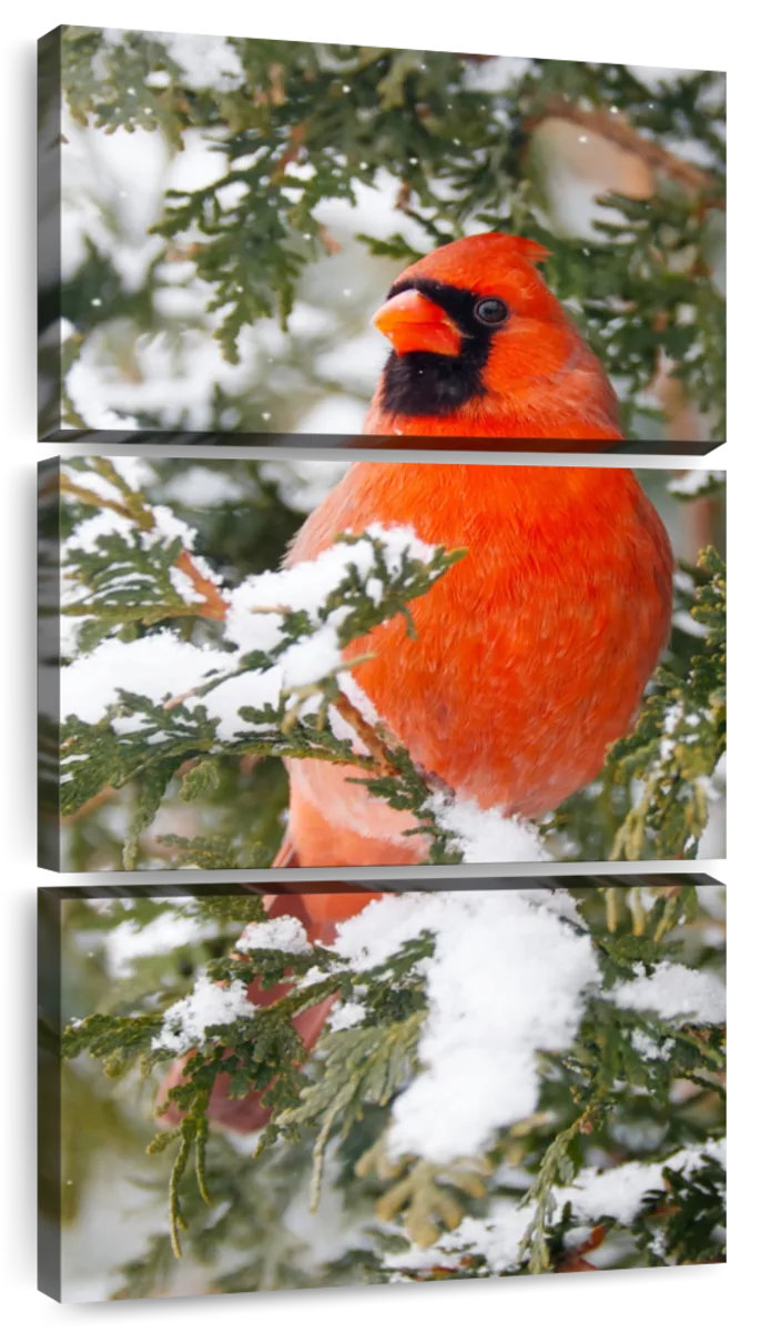 Rosecliff Heights Winter Cardinal - Wayfair Canada