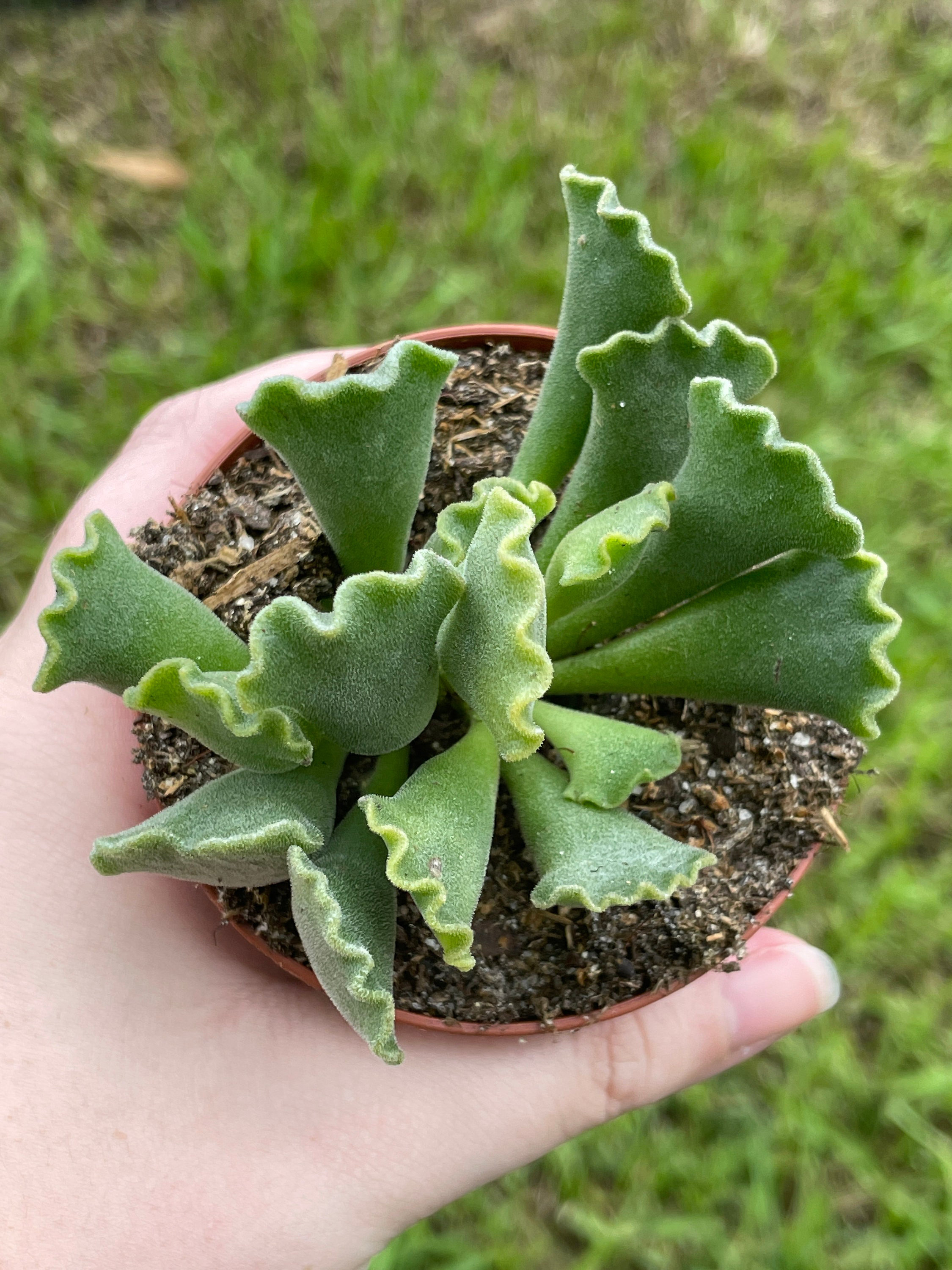 Florida House Plants Crinkle Leaf Plant Very Filled 3 Inch Pot ...