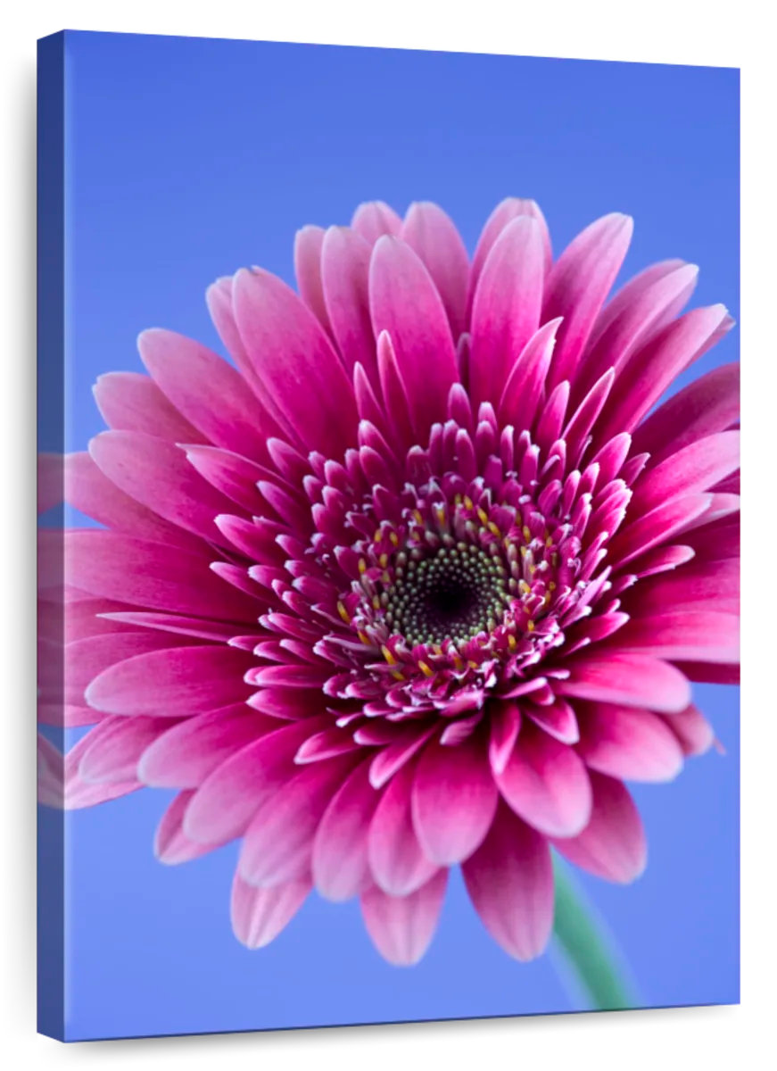 Lark Manor Harnek Pink Gerbera Daisy I - Wayfair Canada