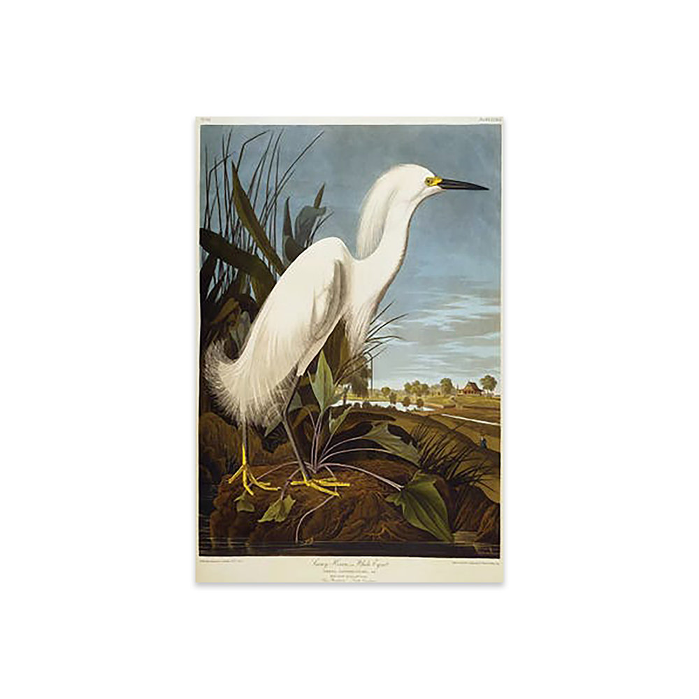 Red Barrel Studio® Snowy Heron or White Egret / Snowy Egret by John ...