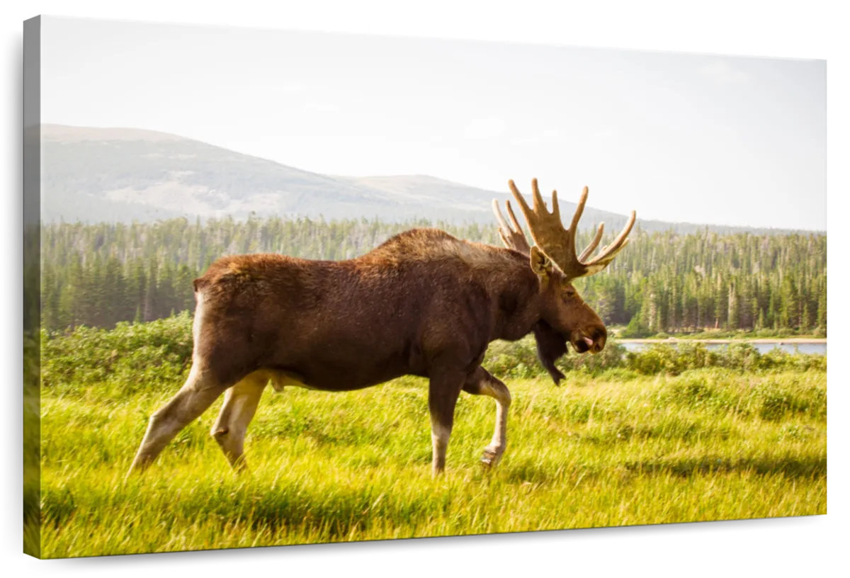 Elephant Stock Grazing Wild Moose | Wayfair