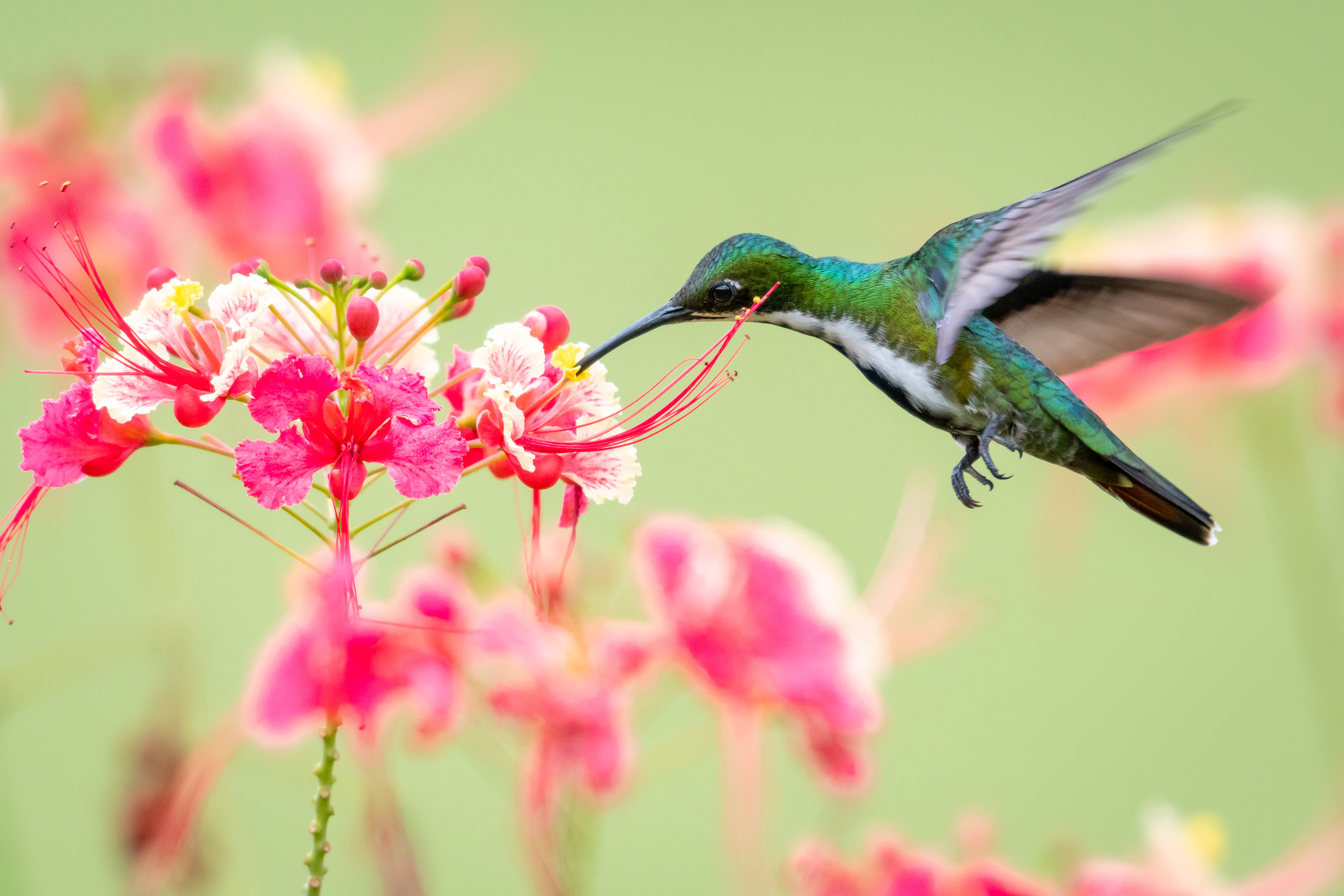 Ebern Designs Mango Hummingbird by Chelsea Sampson - Wrapped Canvas ...