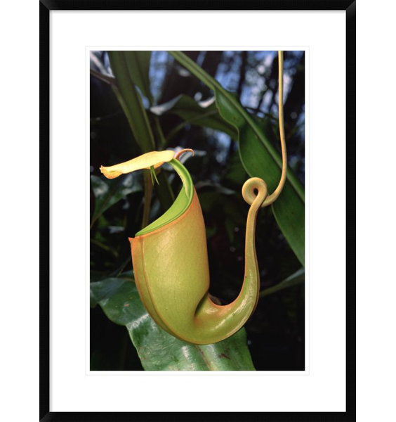 Global Gallery Pitcher Plant Traps, Borneo Framed On Paper Print ...