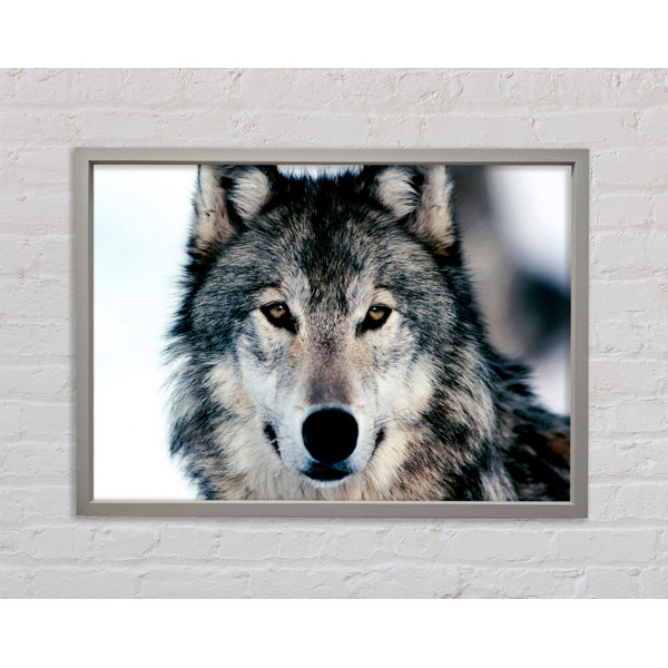 Bright Star Wolfsgesicht - Einzelner Bilderrahmen Kunstdrucke auf ...