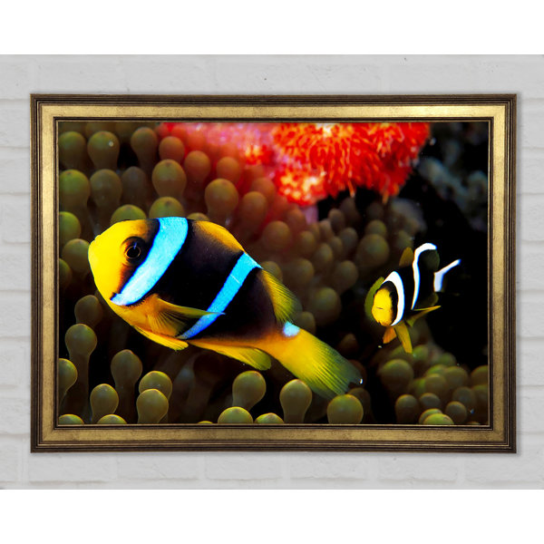 Highland Dunes Neon Clown Fish Framed Print | Wayfair.co.uk