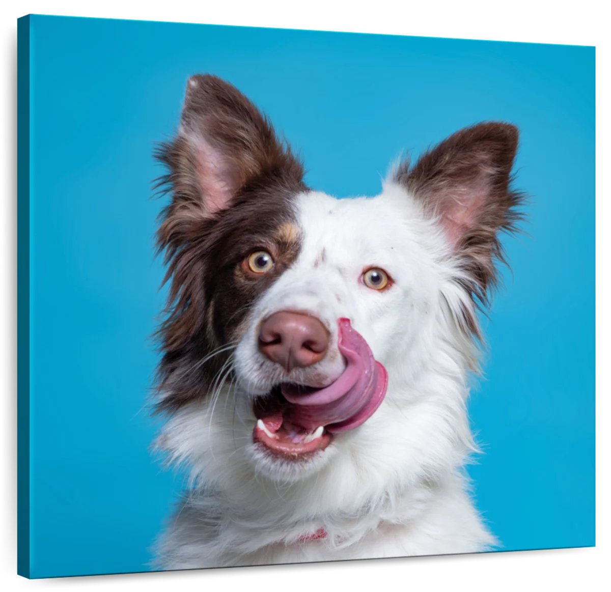 Elephant Stock Charming Pooch | Wayfair