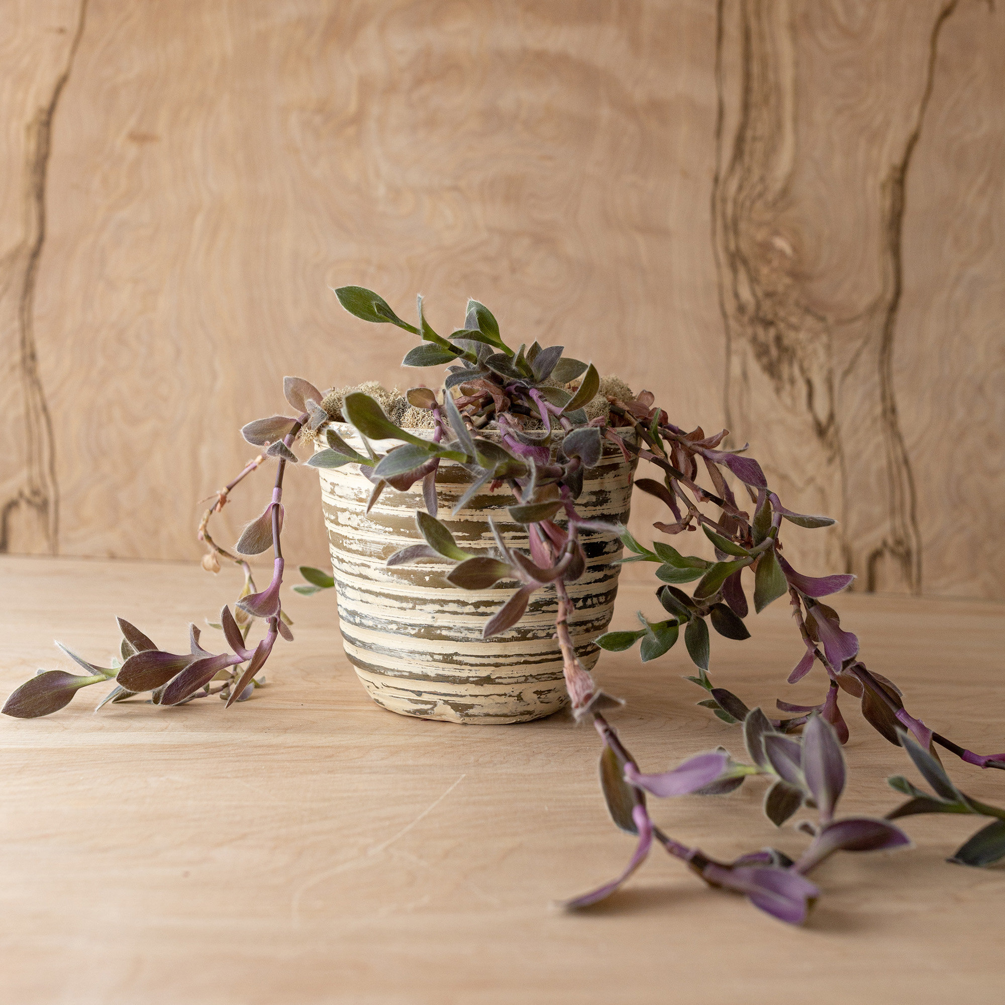 Millwood Pines Cadarrius Pot Planter | Wayfair