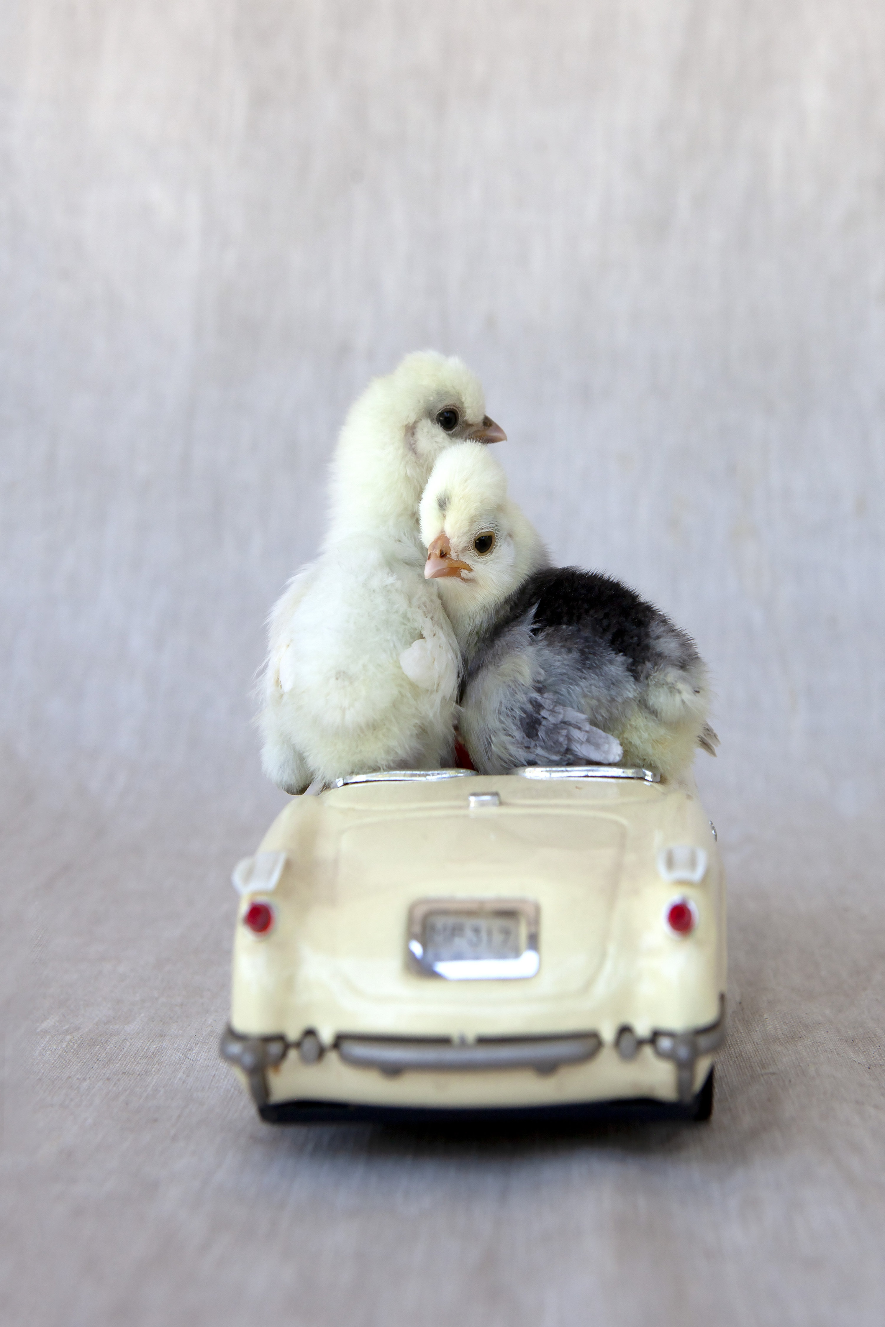Trinx Chicks In Cream Car I by Tania Soderman | Wayfair