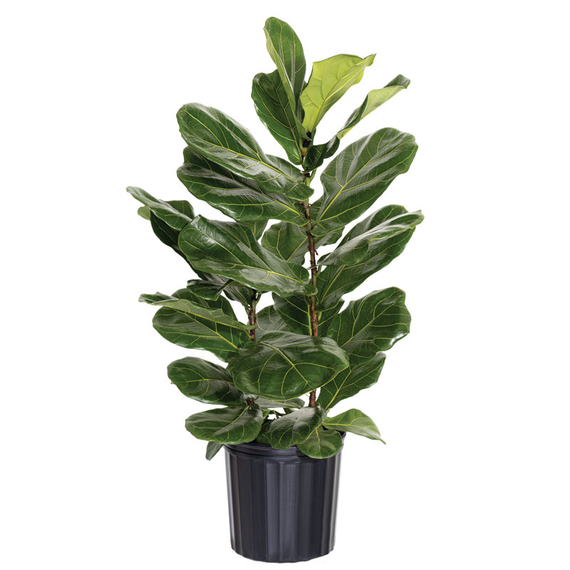United Nursery Ficus Lyrata Fiddle Leaf Fig Bush Plant Live Indoor ...