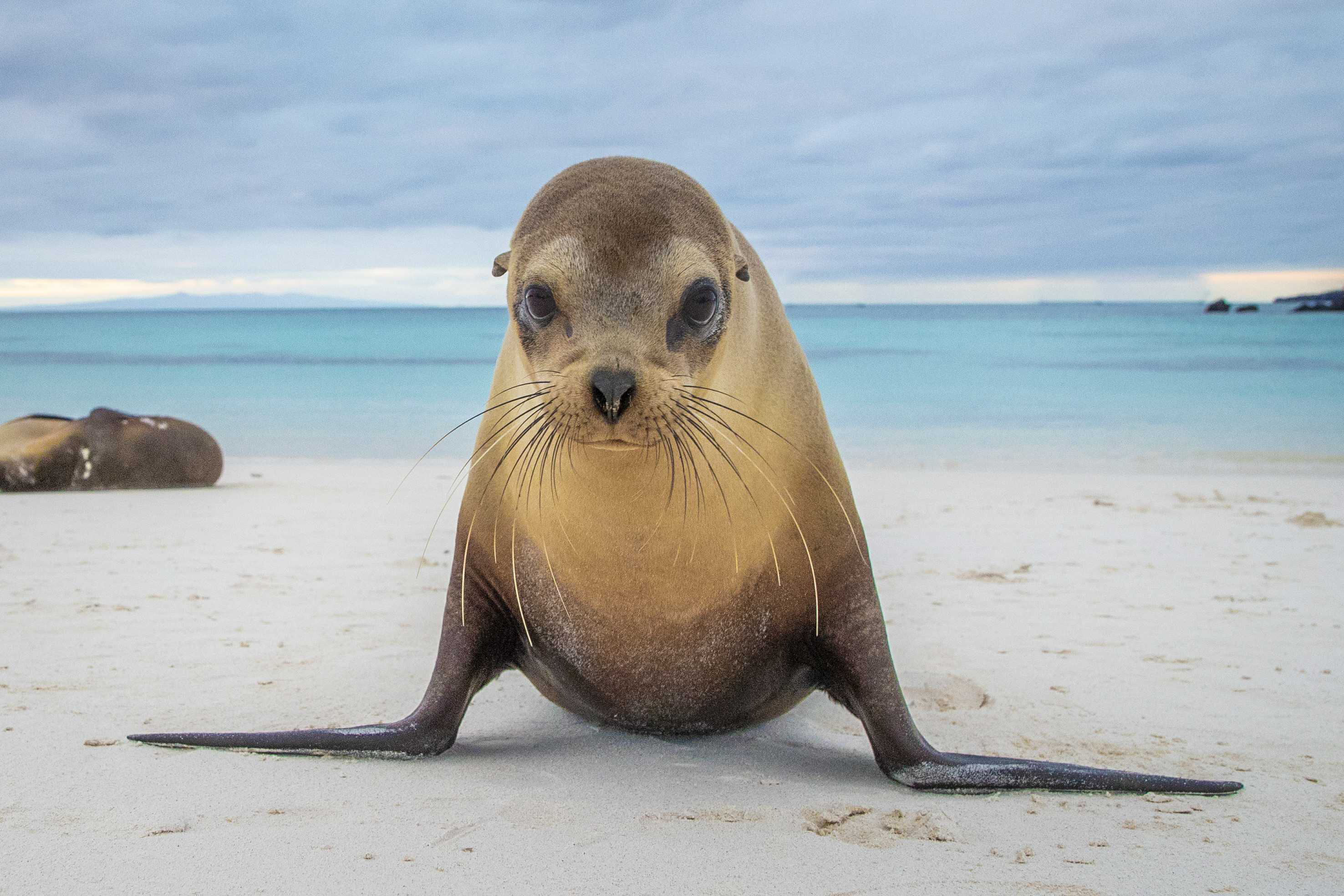 Highland Dunes Closeup of Sea Lion by Jess Bray - Wrapped Canvas ...