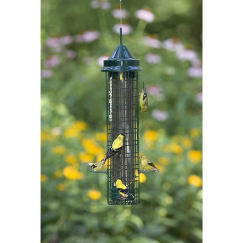Arlmont & Co. Classic Finch Squirrel-Proof Bird Feeder 4 Perches/8 Feed ...