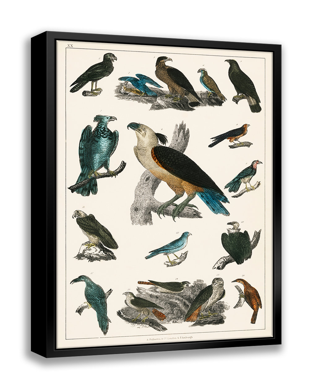 ATX Art Group LLC Various Type Of Birds - Floater Frame Print on Canvas ...