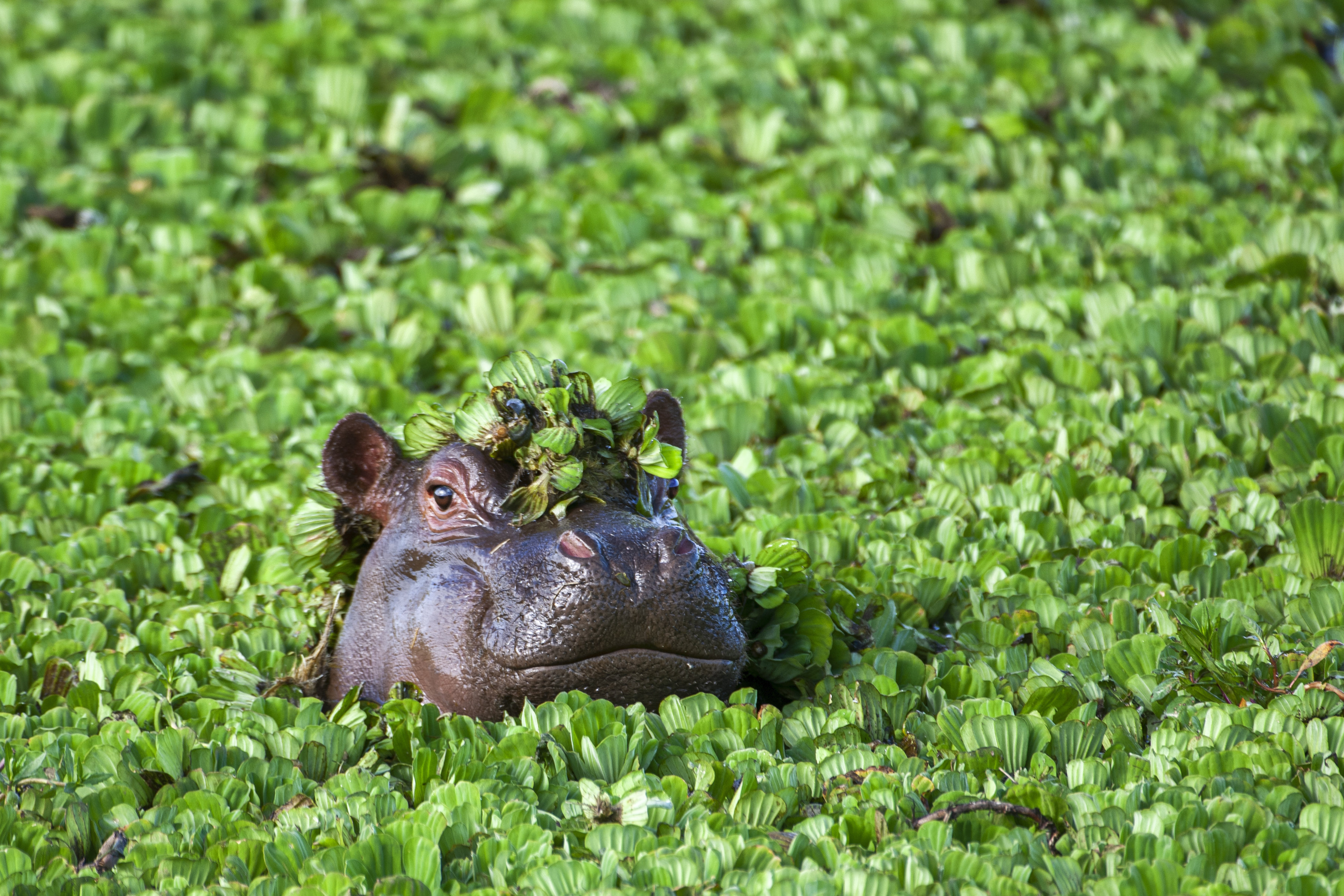 Latitude Run® Close Up of Wild African Hippo by Gomezdavid | Wayfair