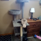 Tucker Murphy Pet™ Telly Cat Tree & Reviews | Wayfair