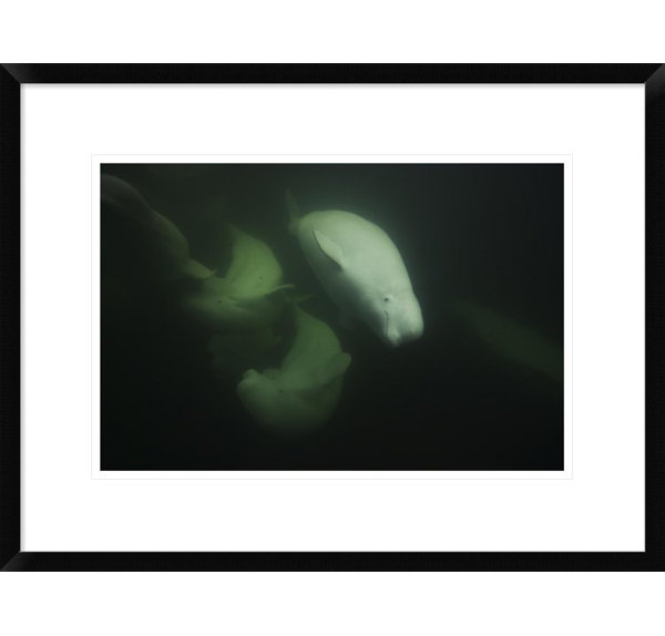 Global Gallery 'Beluga Trio Swimming' Framed Photographic Print ...